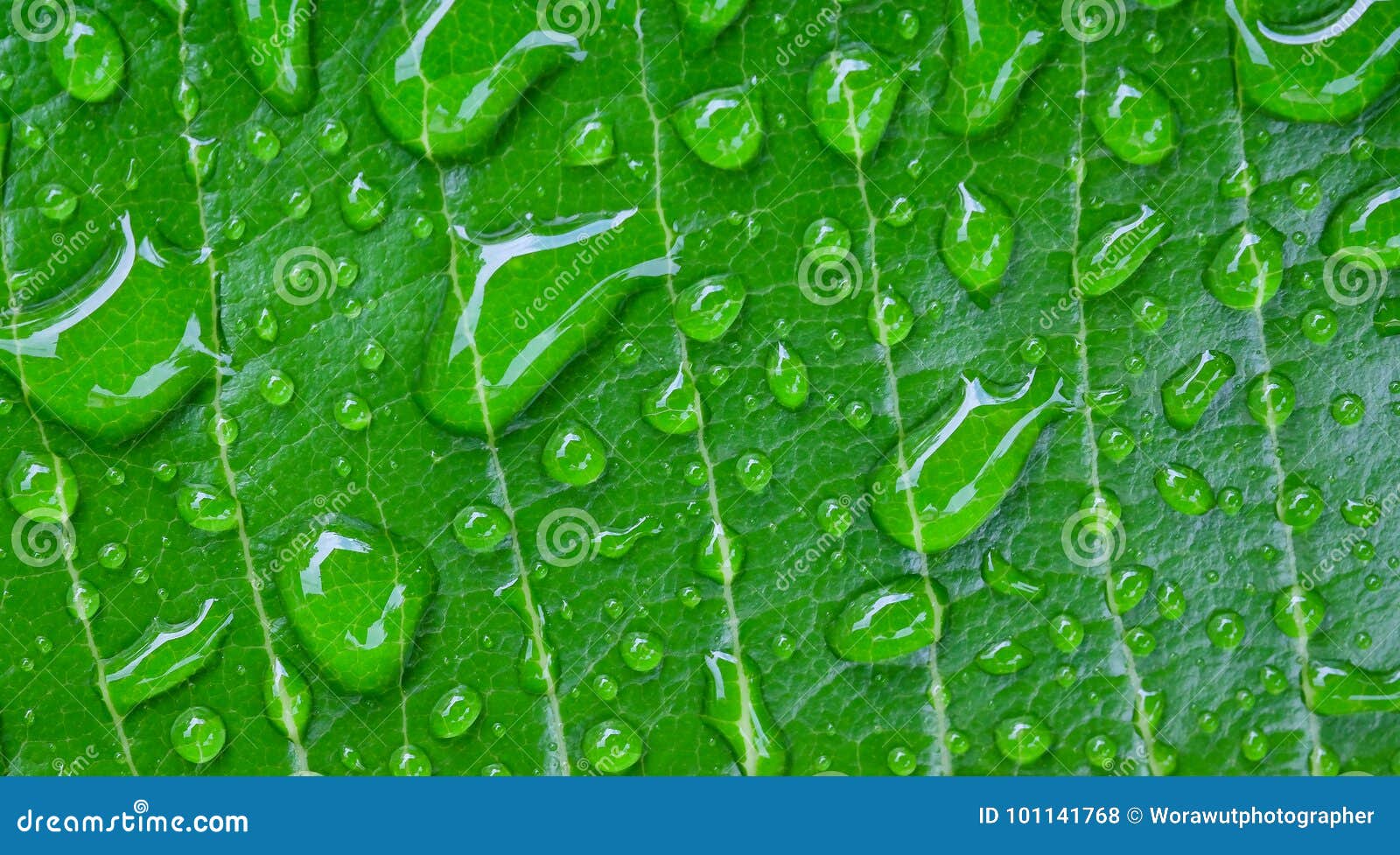 Water on leaves. stock photo. Image of beautiful, flora - 101141768