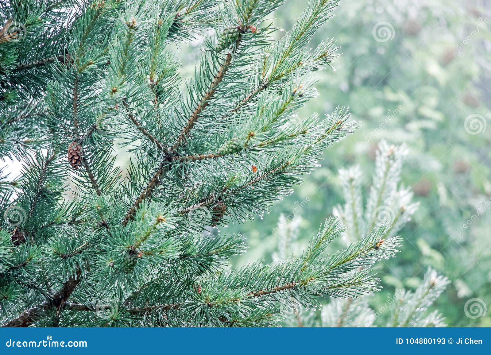 Rain Drops on Green Pine Tree Stock Image - Image of plant, natural ...