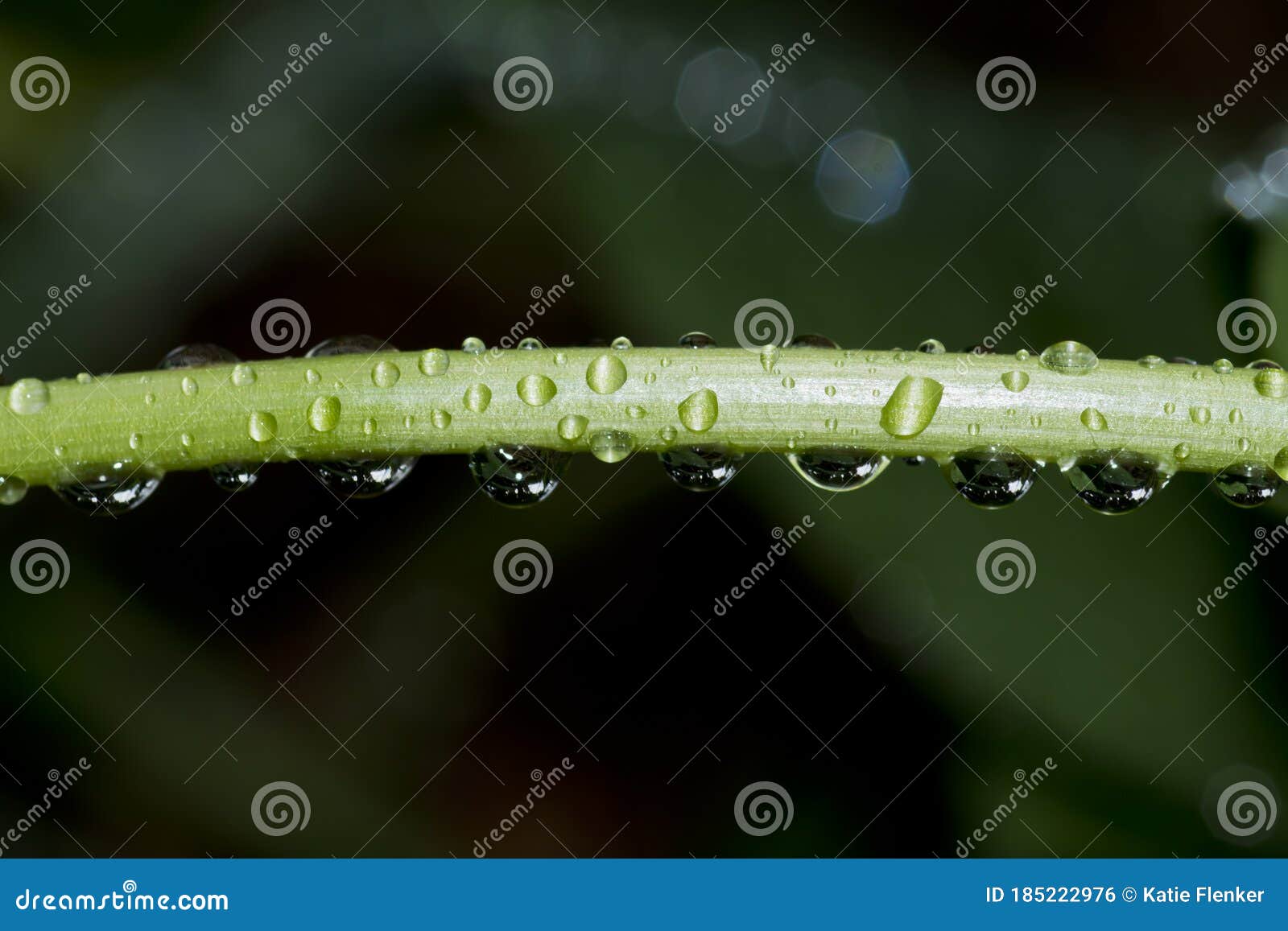 Rain drops on green stem stock photo. Image of springtime - 185222976