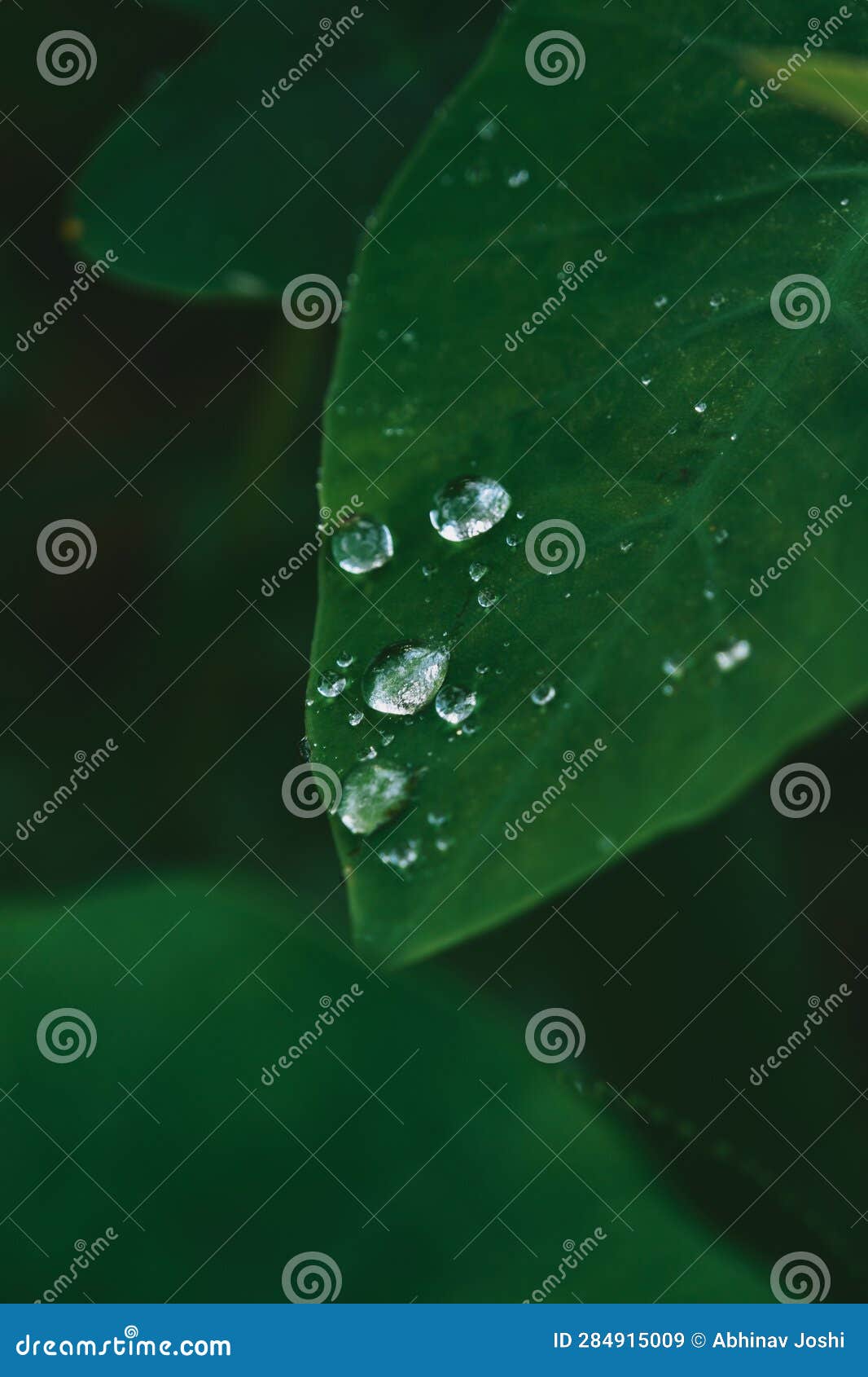 Rain Drops on Heart Shaped Leaf - Water Drops on Taro Leaf Stock Image ...