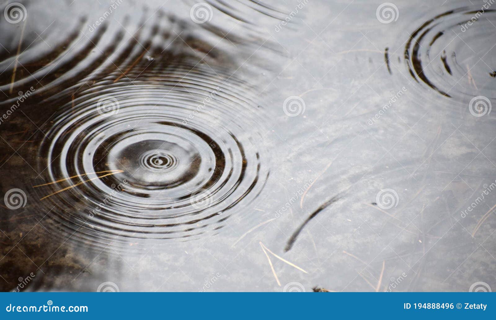 Rain drops hit a puddle stock photo. Image of fluid - 194888496