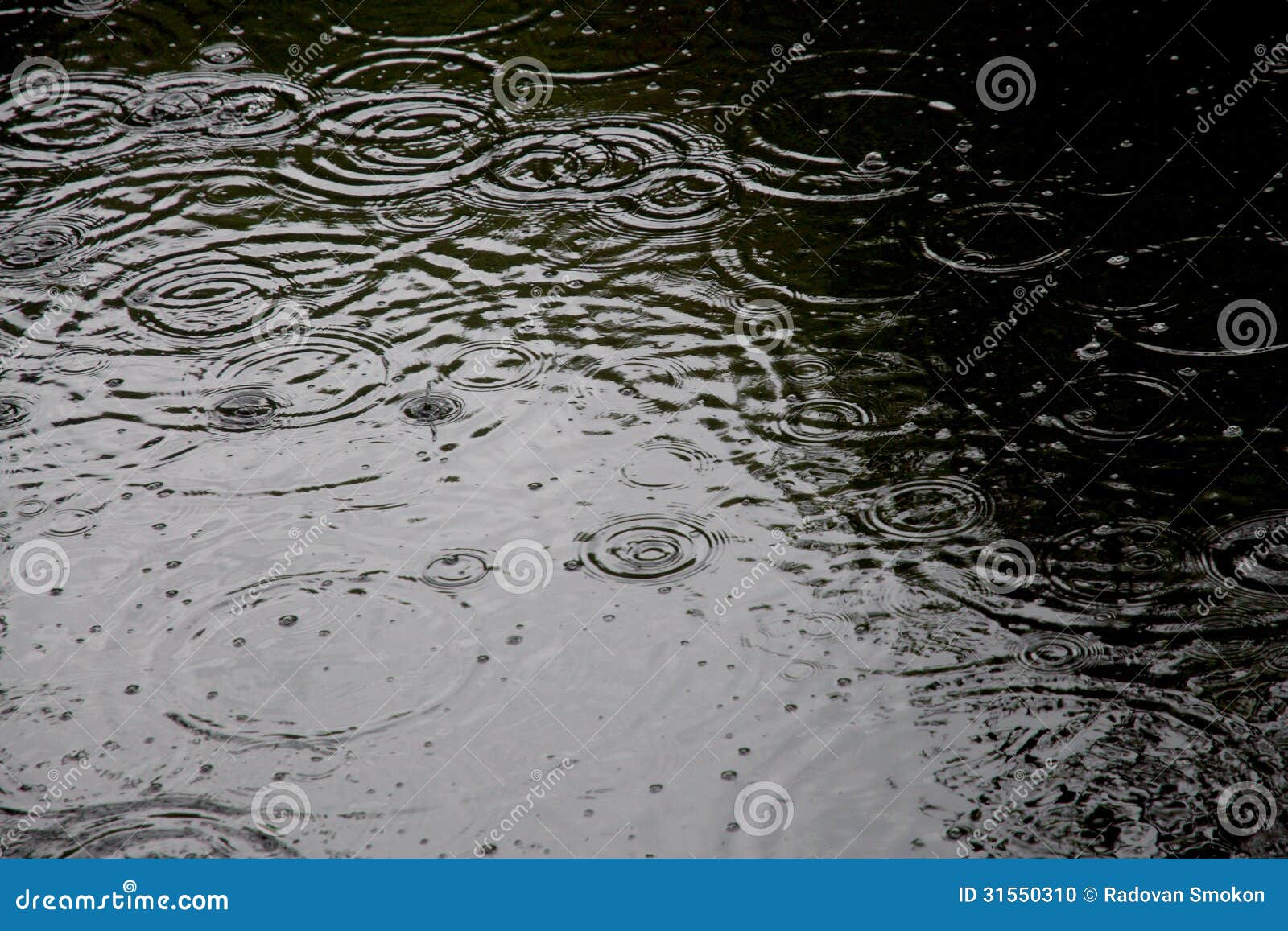 Rain drops stock photo. Image of lake, nature, flooding - 31550310