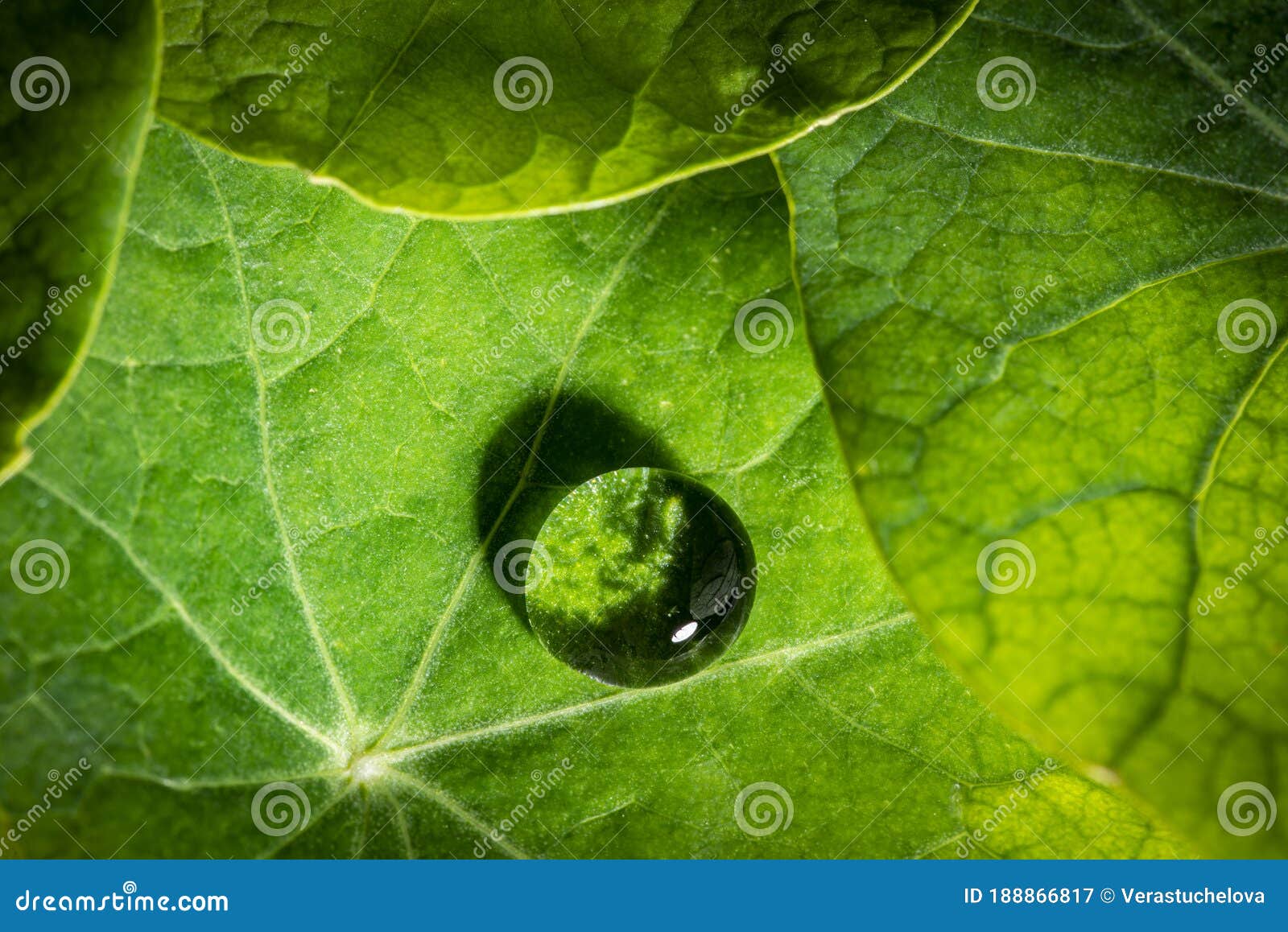 Rain drops on a leaves stock image. Image of macro, leaves - 188866817