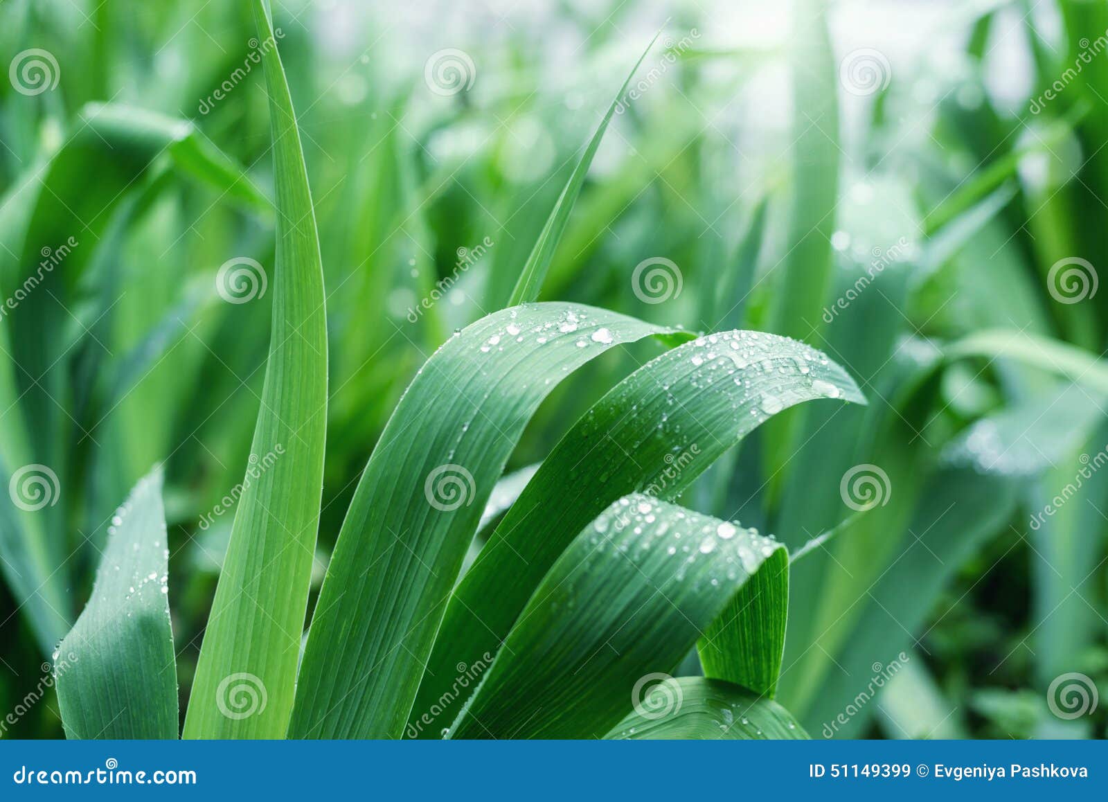 Rain drops on the leaves stock image. Image of nature - 51149399