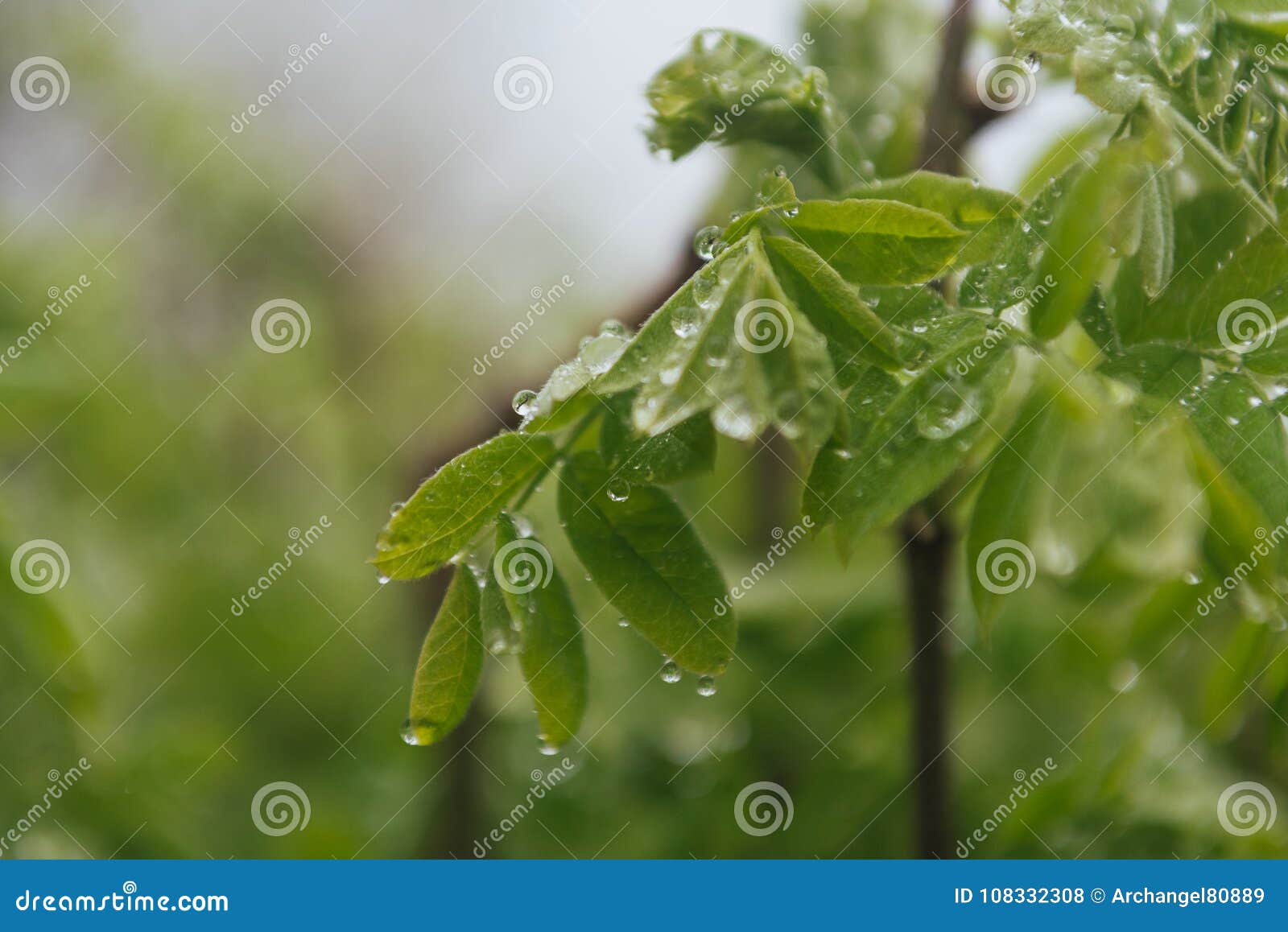 Rain Drops on the Leaves of the Tree Stock Photo - Image of birch ...