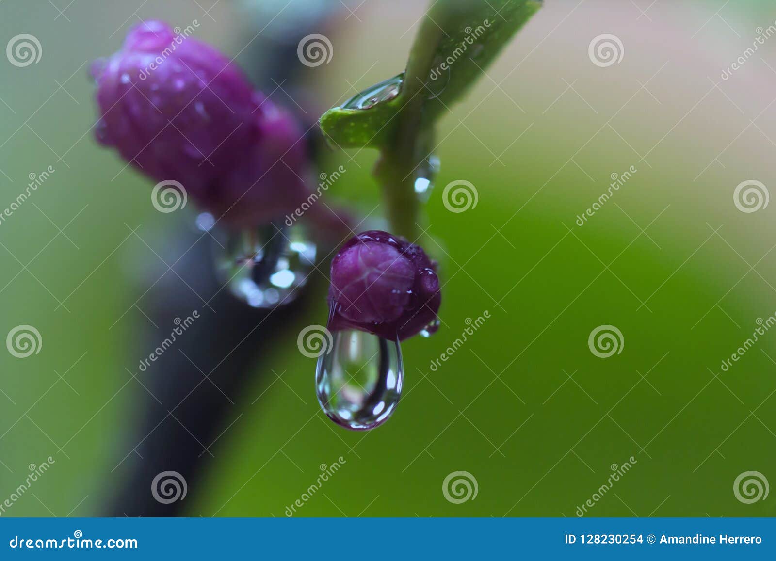 Rain Drops on Lemon Tree Buds Stock Photo - Image of bubble, water ...