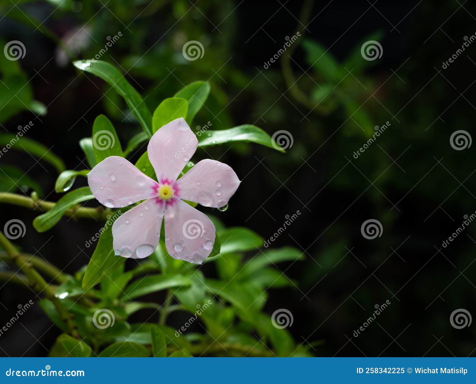 Rain Drops on the LIght Pink Rose Periwinkle Hanging Stock Image ...