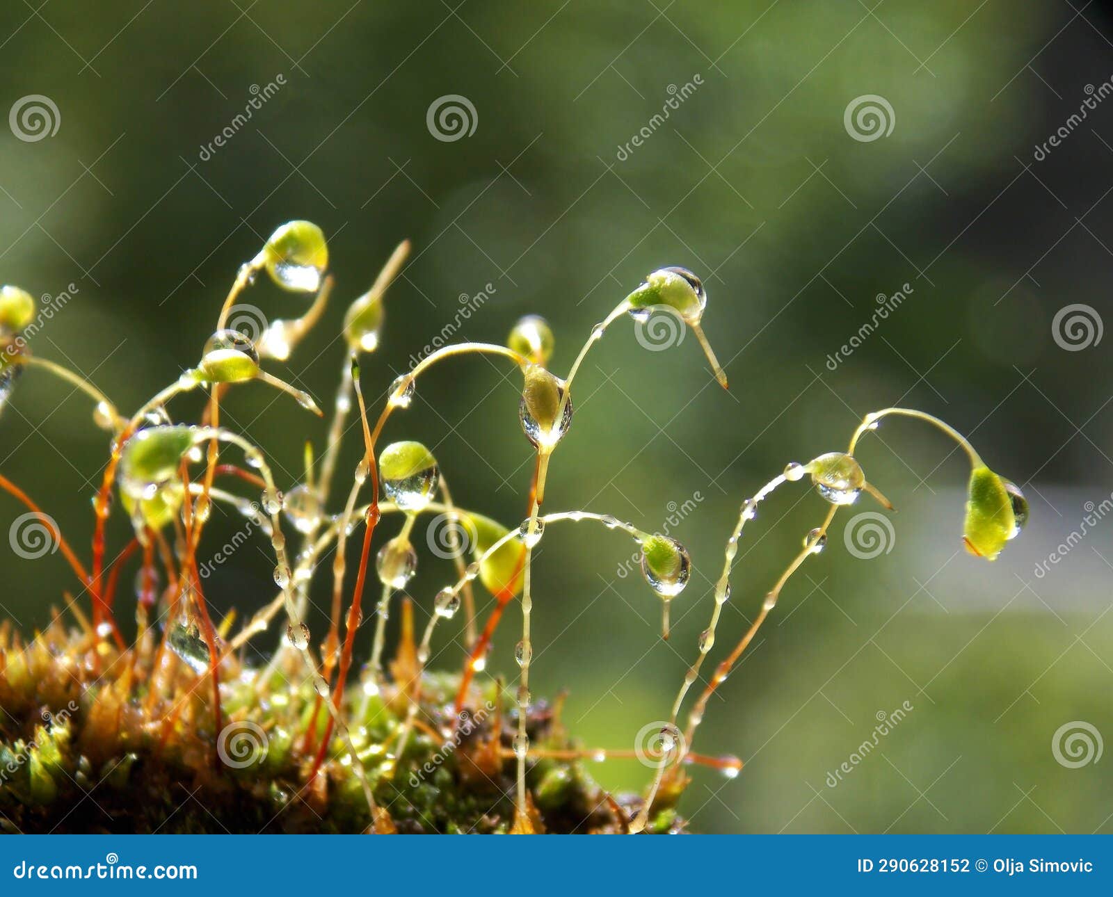 Rain drops on moss stock photo. Image of blossom, produce - 290628152