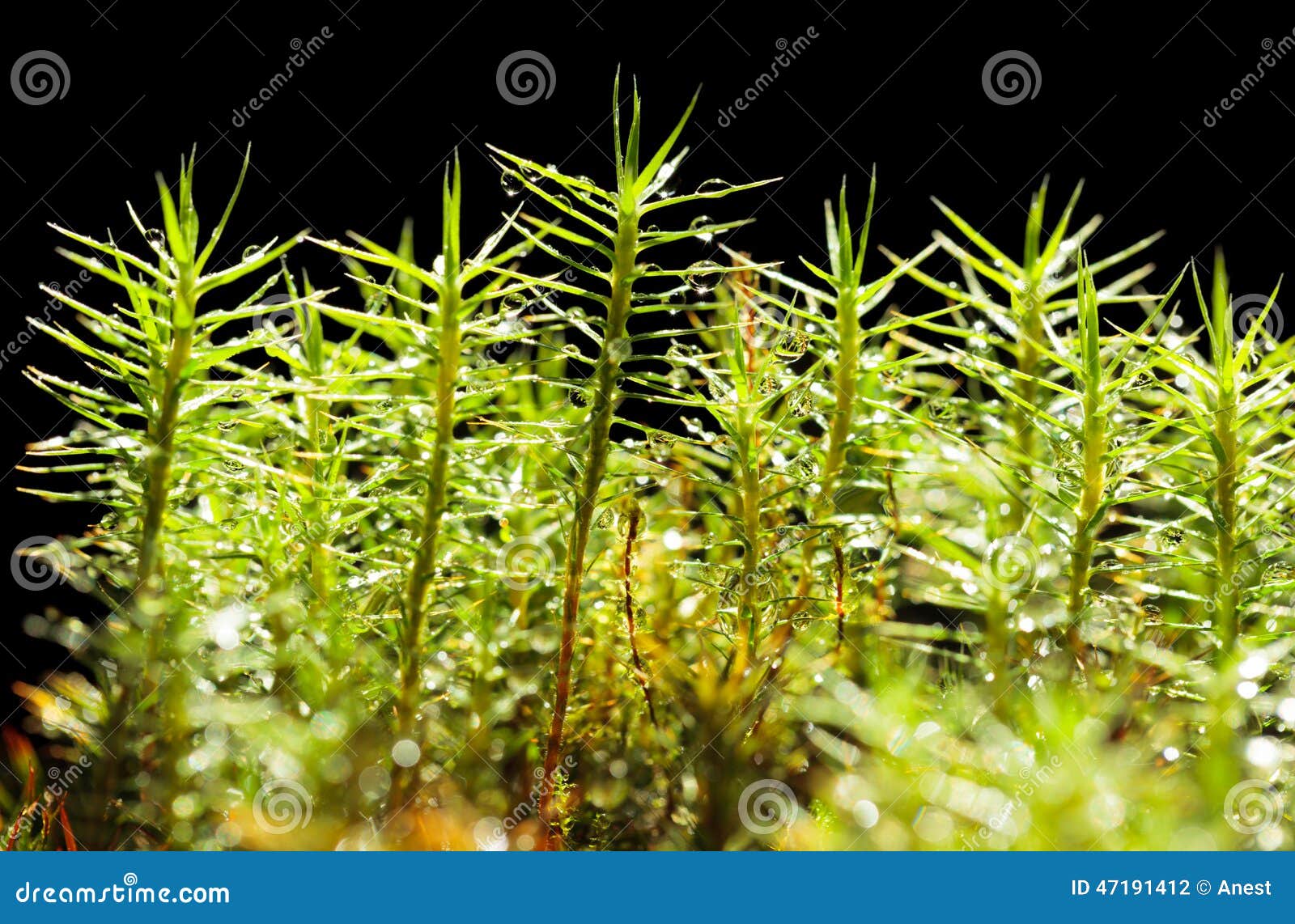Rain drops on moss stock photo. Image of nature, fresh - 47191412