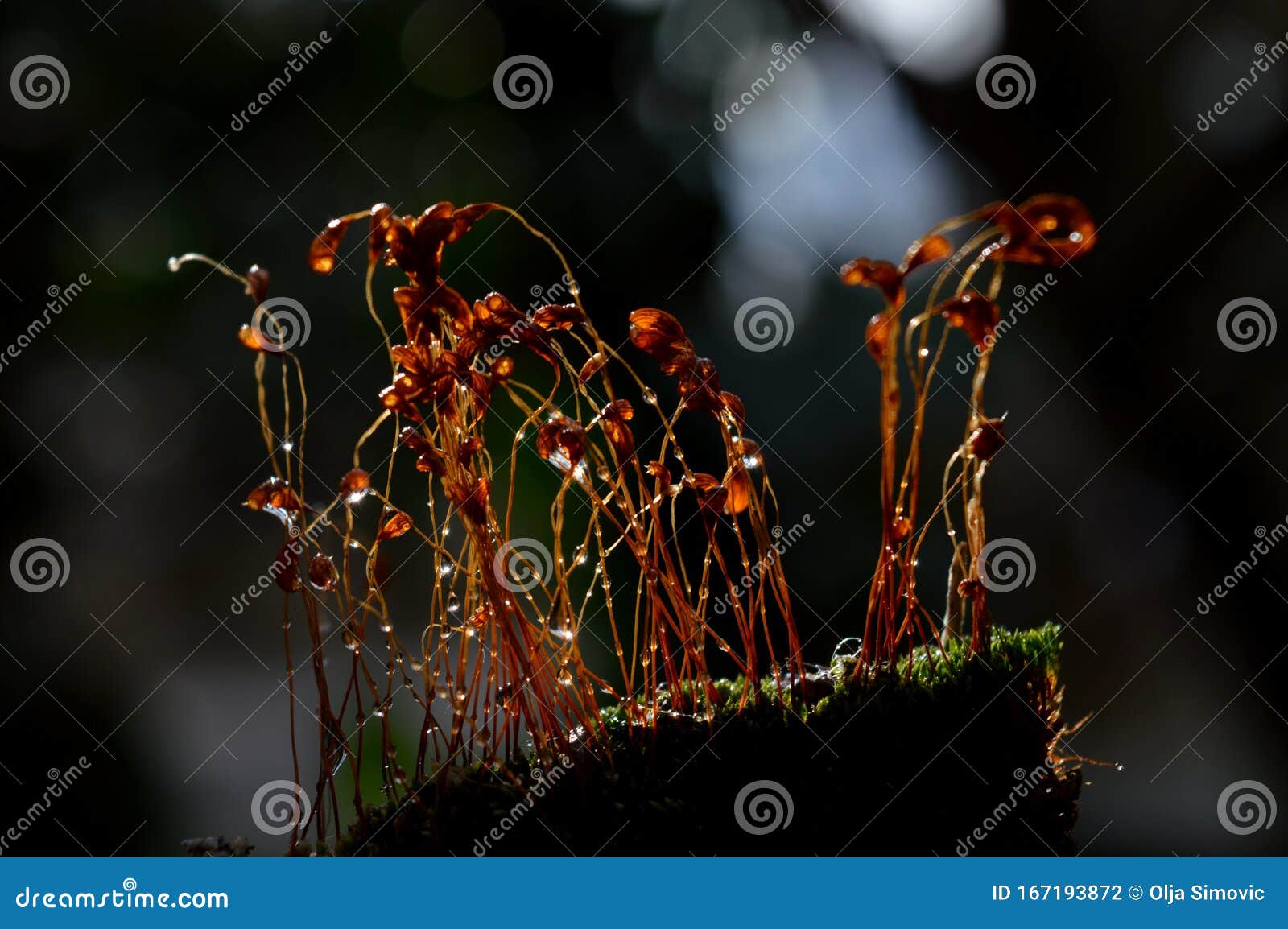 Rain drops on moss stock photo. Image of autumn, plant - 167193872