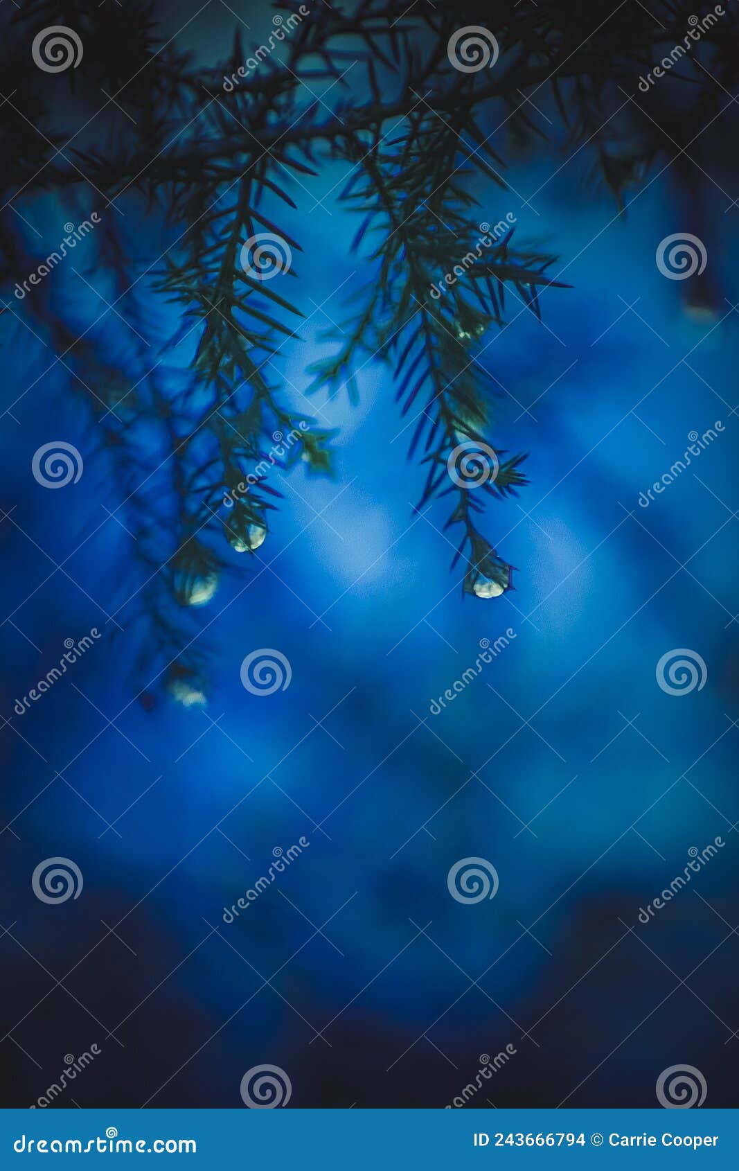 Rain Drops at Night in the Moon Light. Stock Photo - Image of blue ...