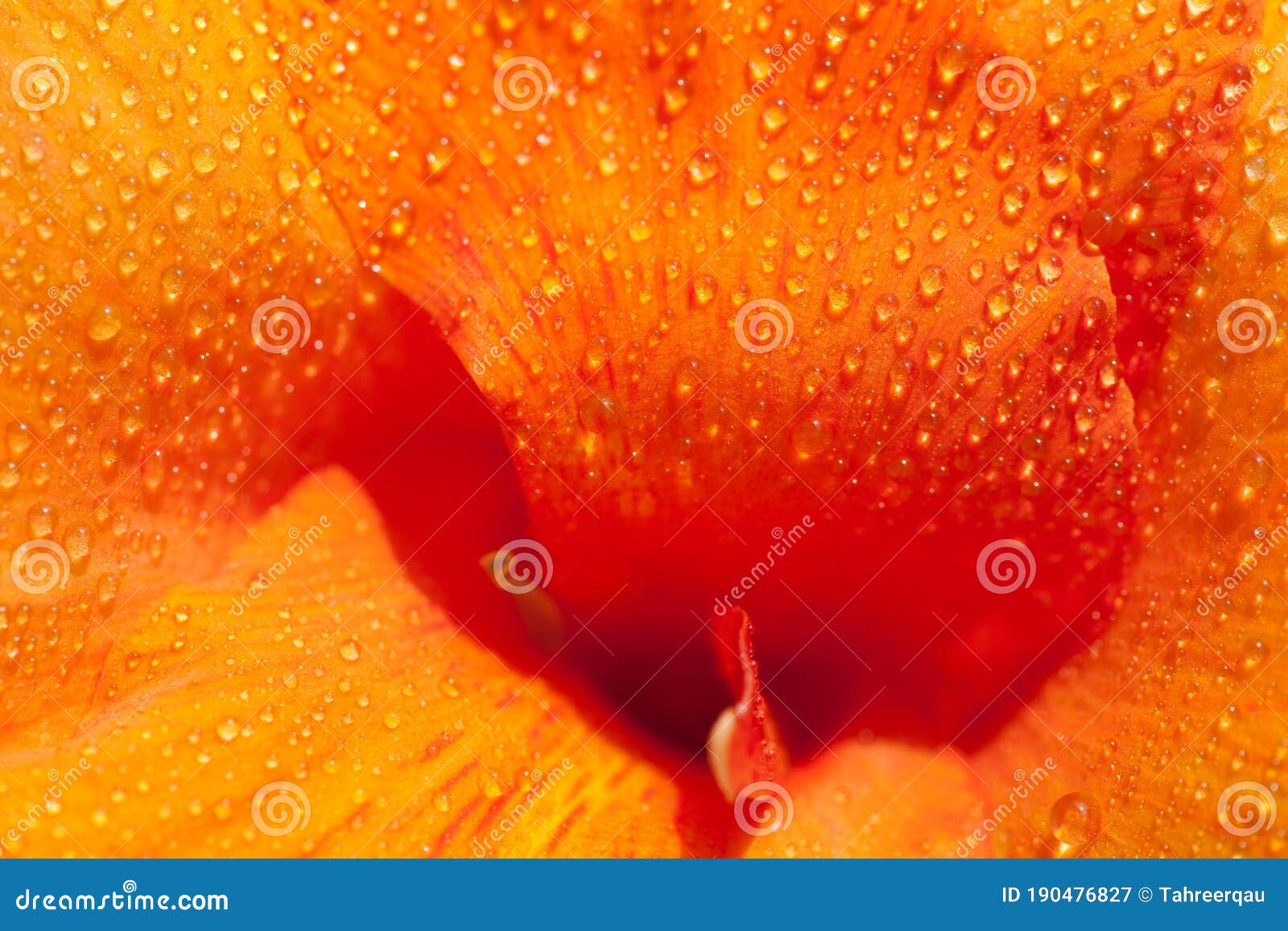 Rain Drops on an Orange Colored Flower Stock Image - Image of organ ...