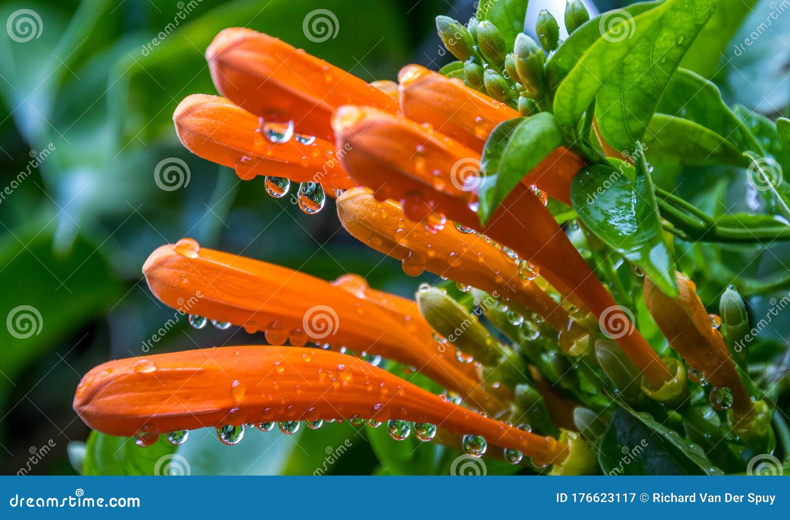 Rain Drops on an Orange Flower Stock Image - Image of hang, closeup ...