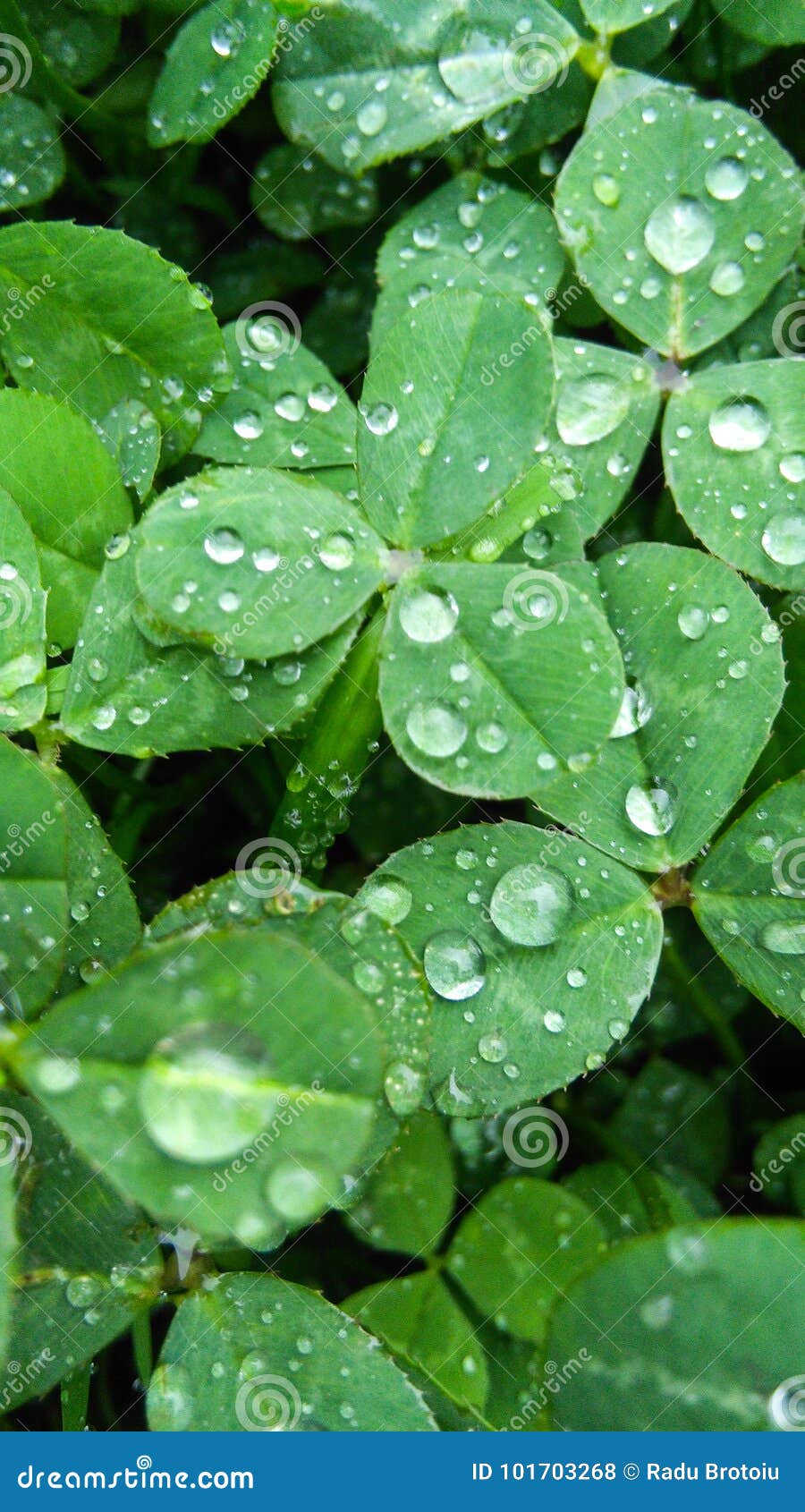 Rain drops over clover stock photo. Image of nature - 101703268