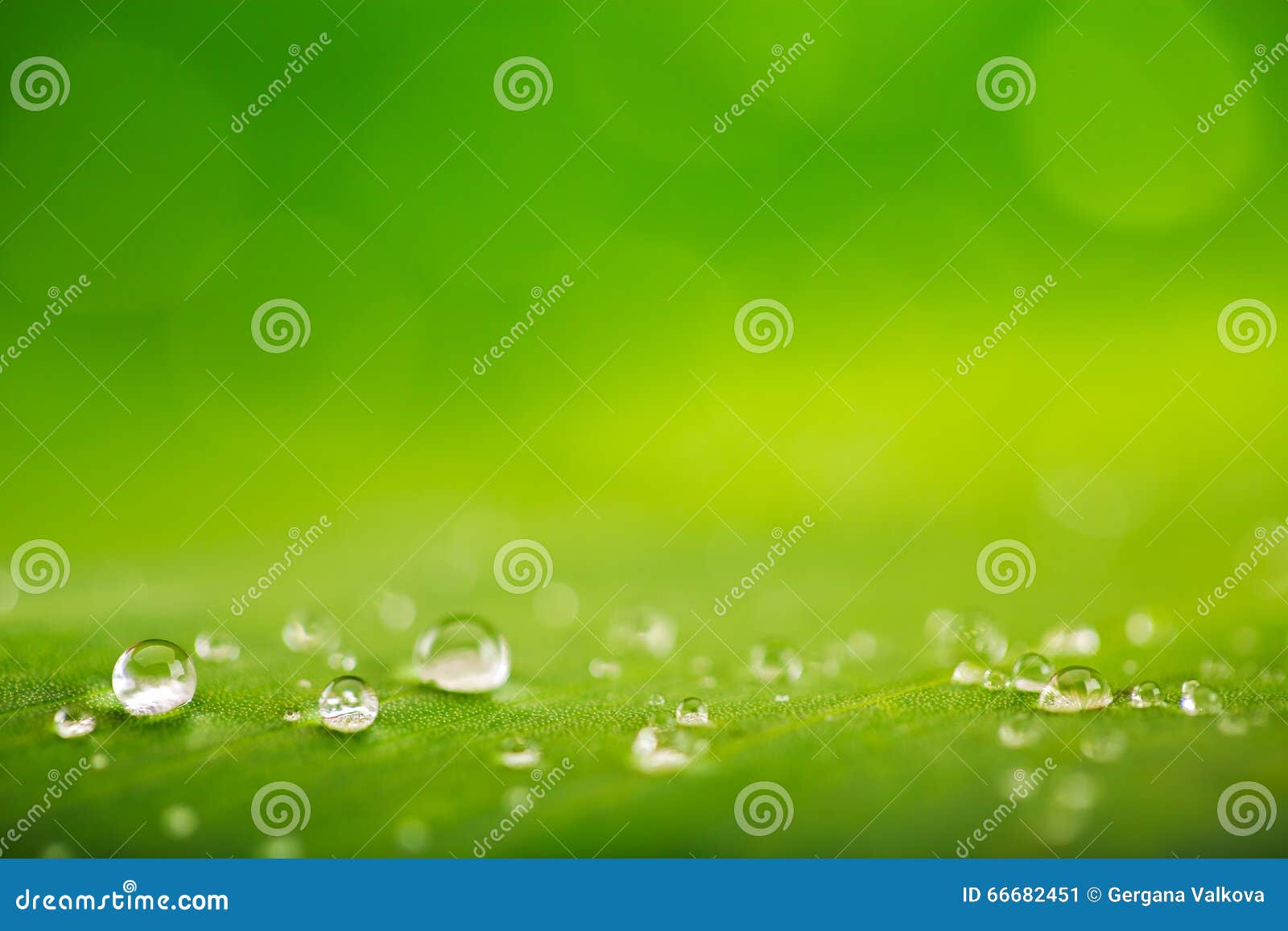 Rain Drops Over Fresh Green Leaf Texture, Natural Background Stock ...