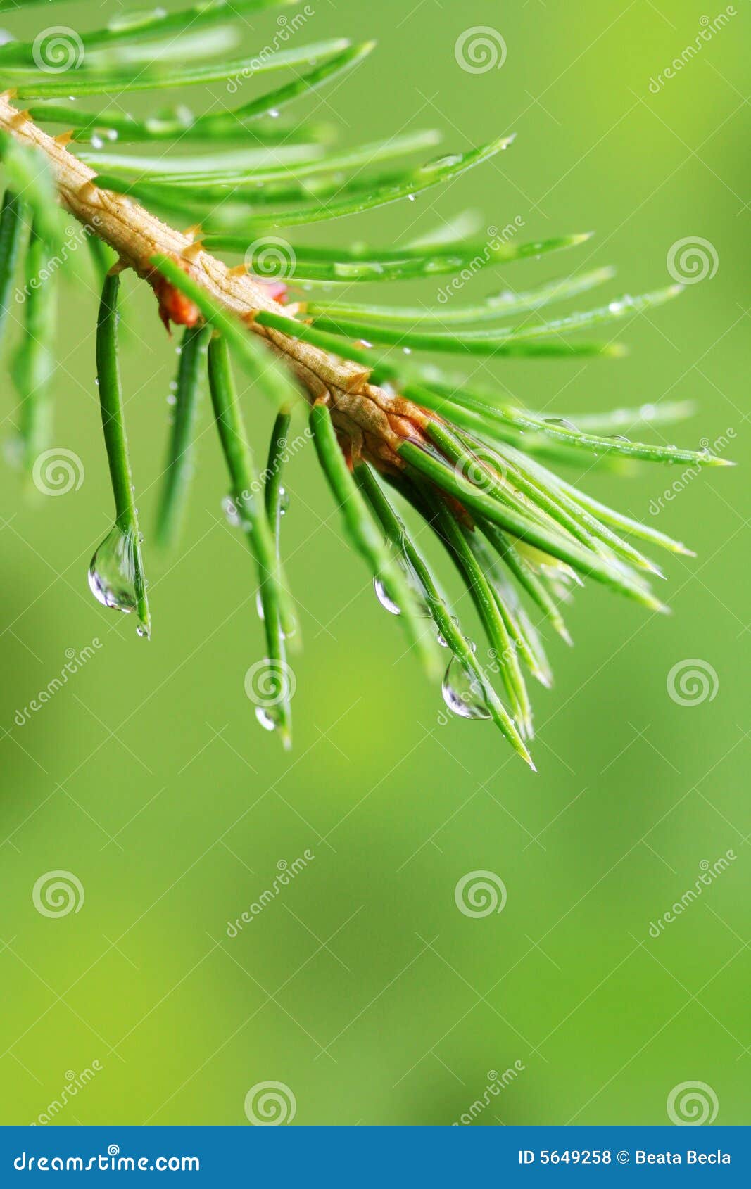 Rain drops on pine branch stock photo. Image of rain, refreshing - 5649258