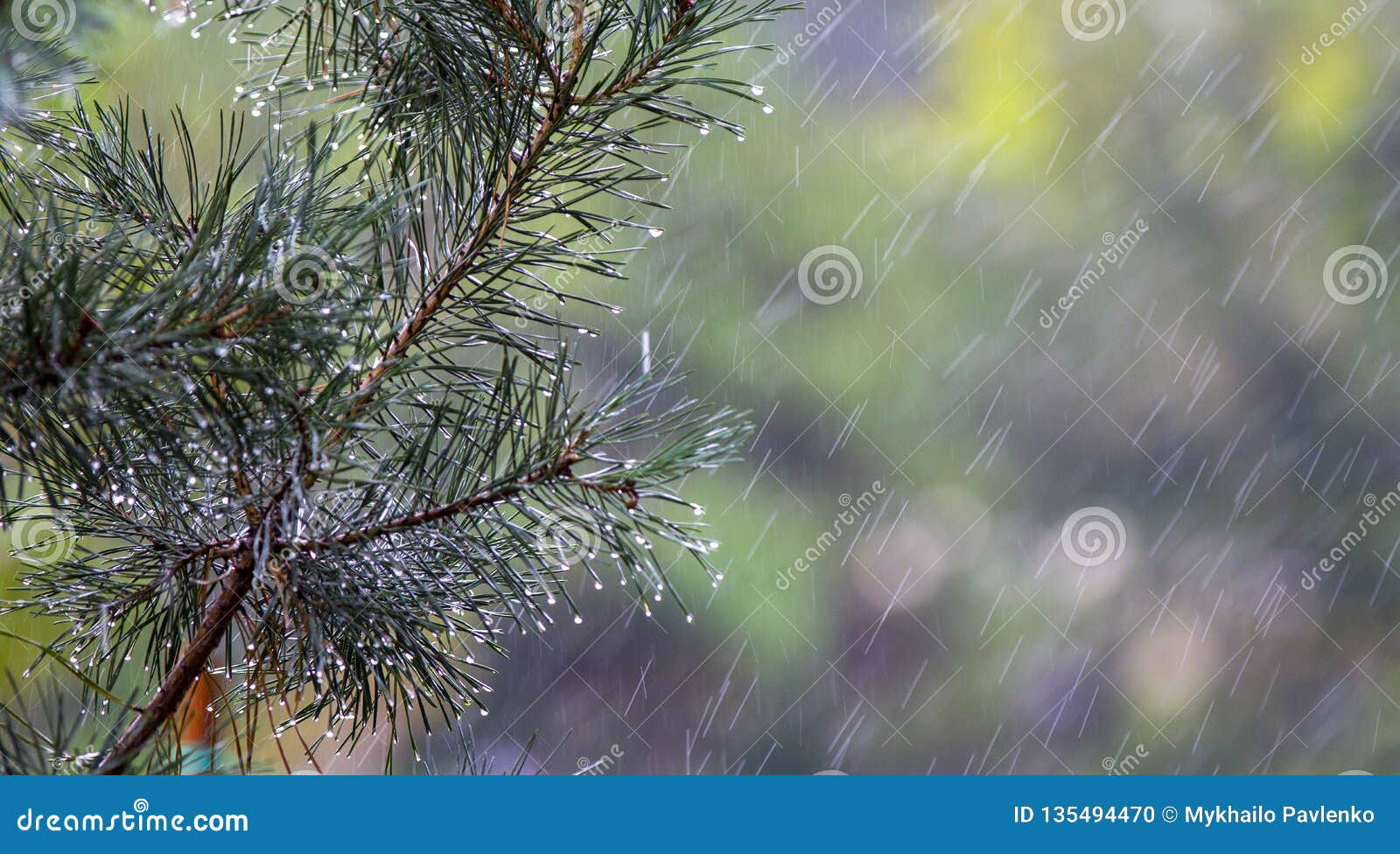 Rain Drops on the Pine Needles Background Stock Photo - Image of snow ...