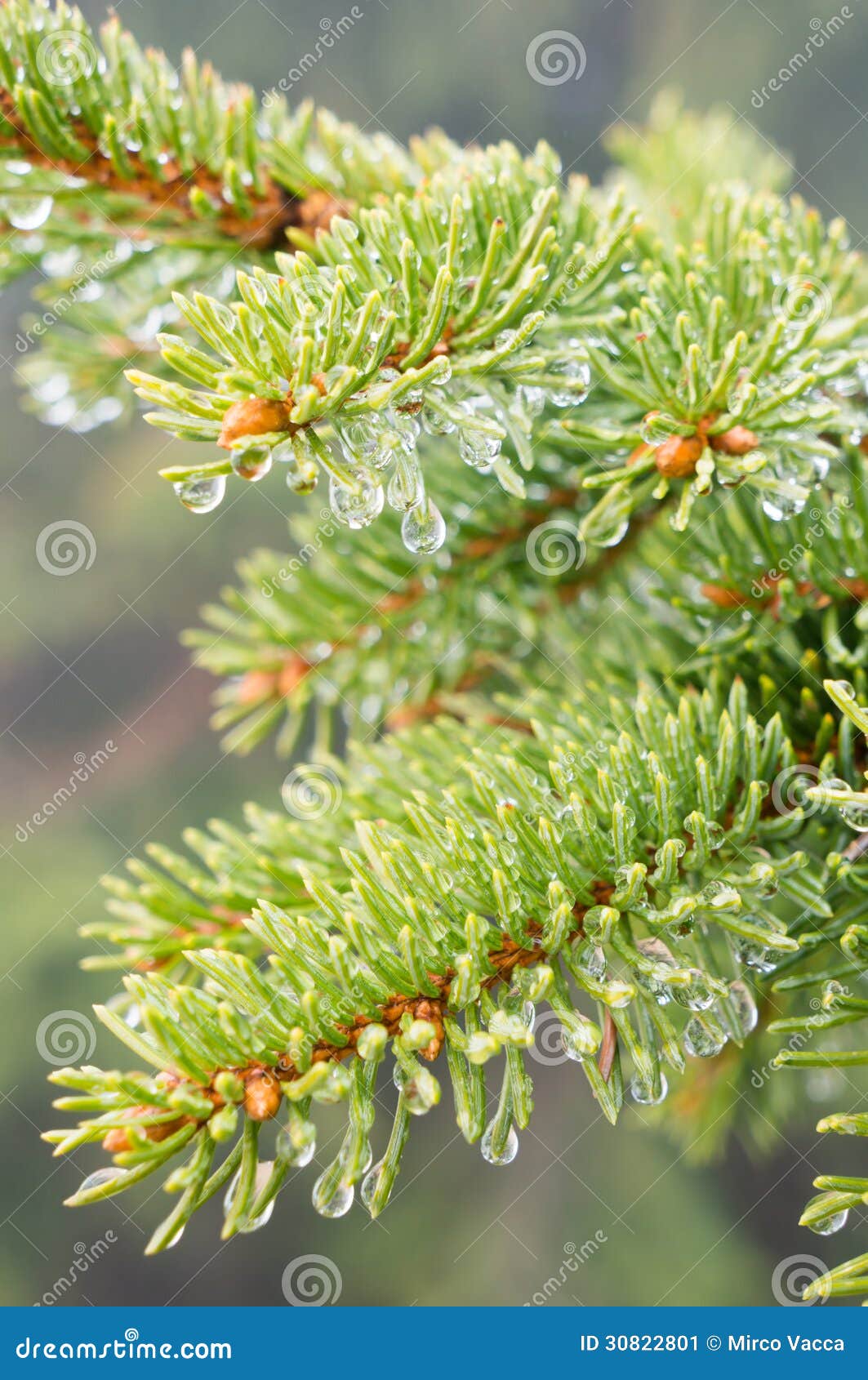 Rain drops on pine tree stock image. Image of water, raindrop - 30822801