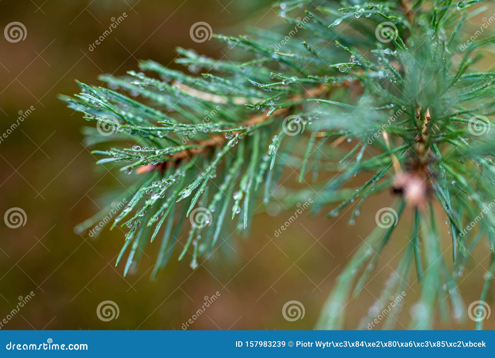 Rain Drops on Pine Tree Needles. Trees Covered with Rain Drops in the ...