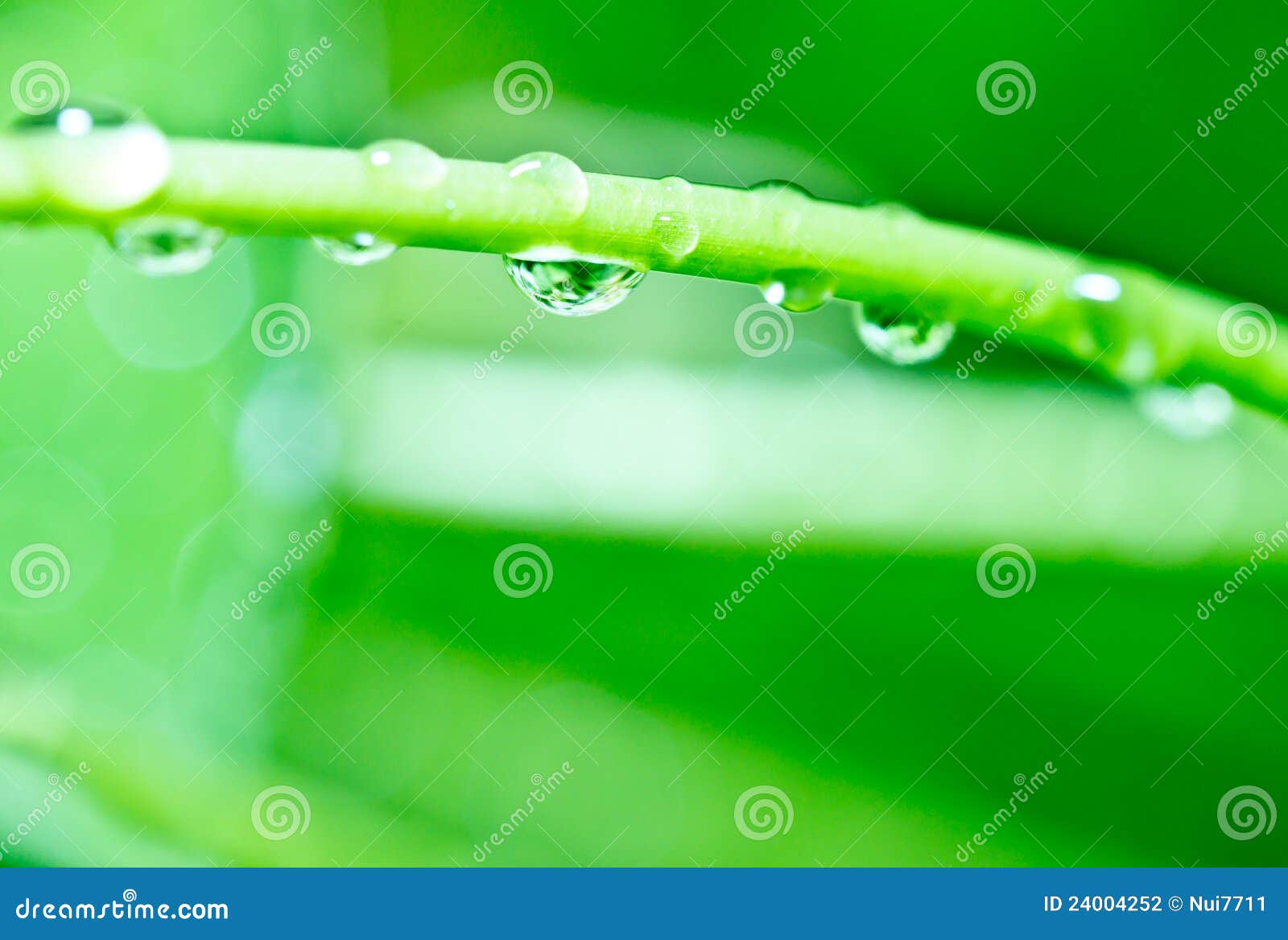 Rain drops on plant stem stock photo. Image of botanical - 24004252