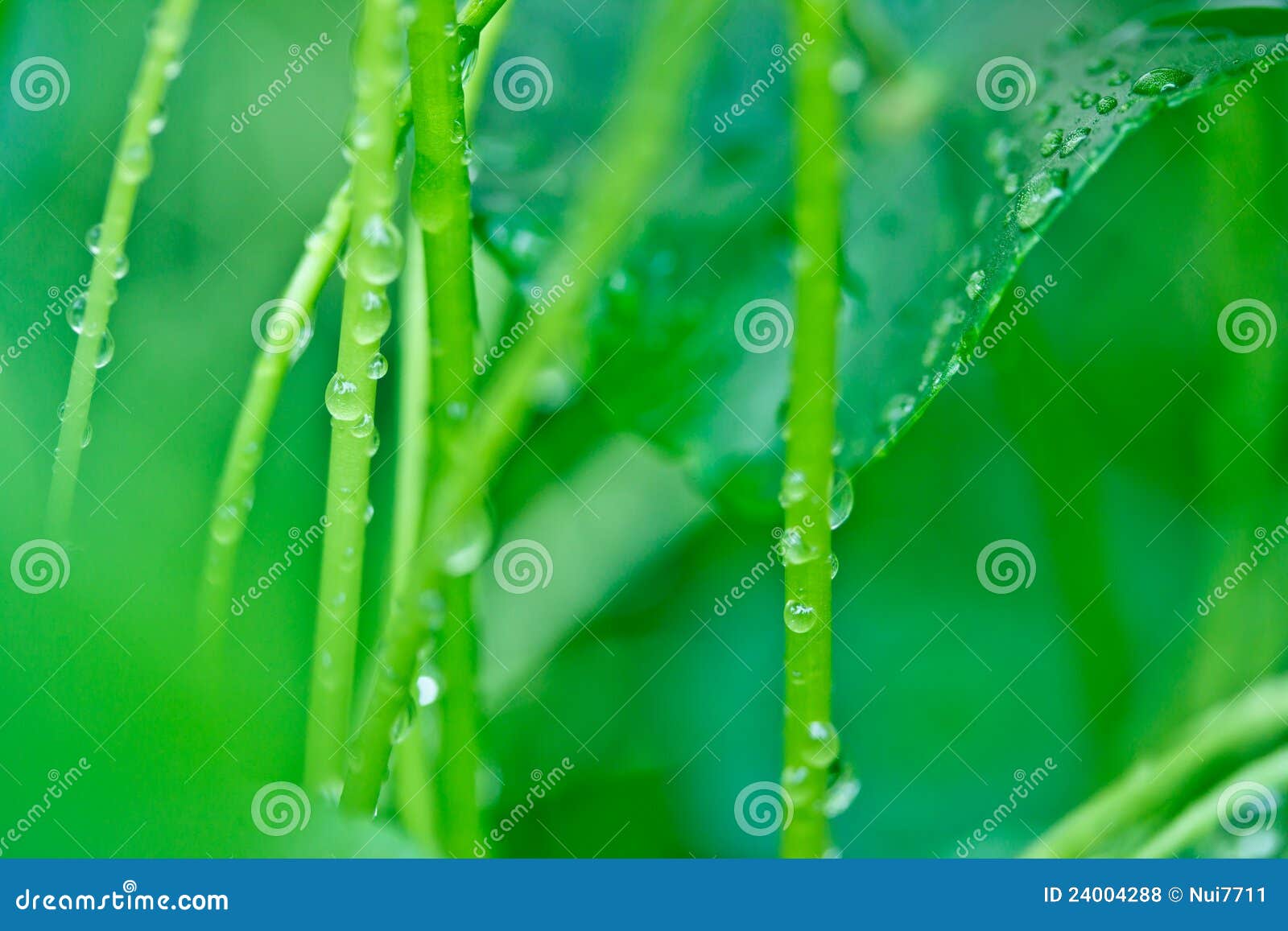 Rain Drops on Plant Stems 2 Stock Photo - Image of light, botanical ...