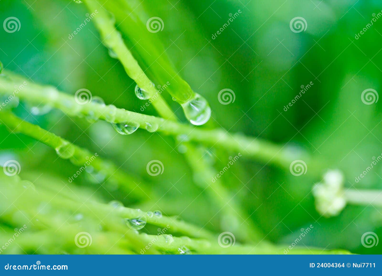Rain Drops on Plant Stems 3 Stock Photo - Image of clear, green: 24004364