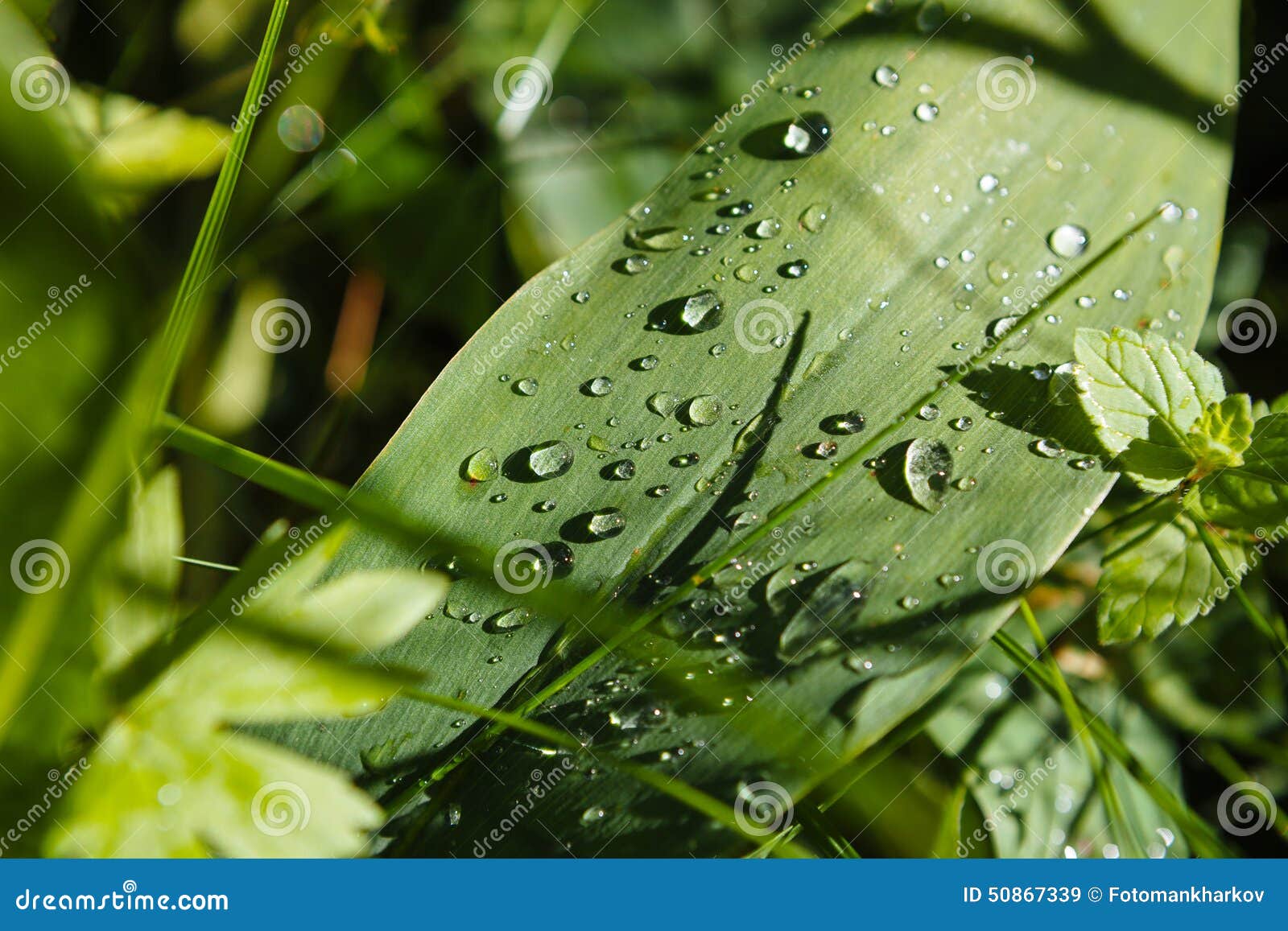 After the Rain Drops on a Plants Stock Image - Image of flower, beauty ...