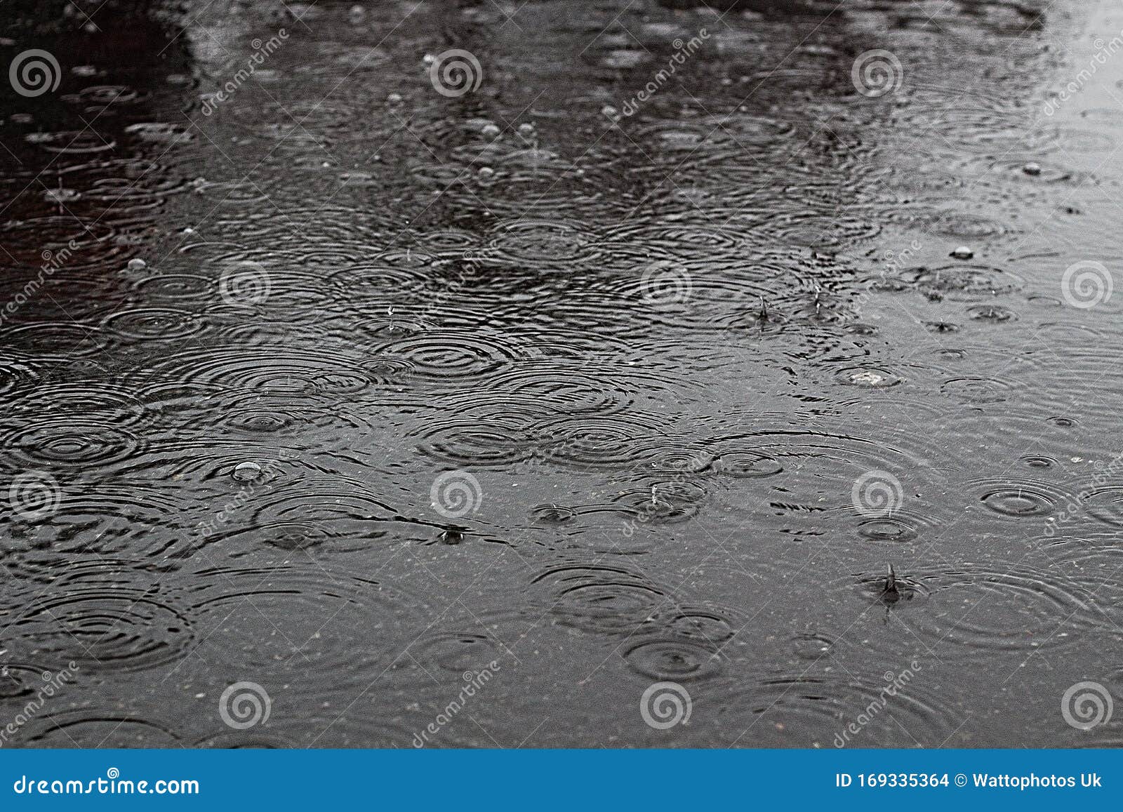 Rain Drops on Puddle stock photo. Image of rain, drops - 169335364