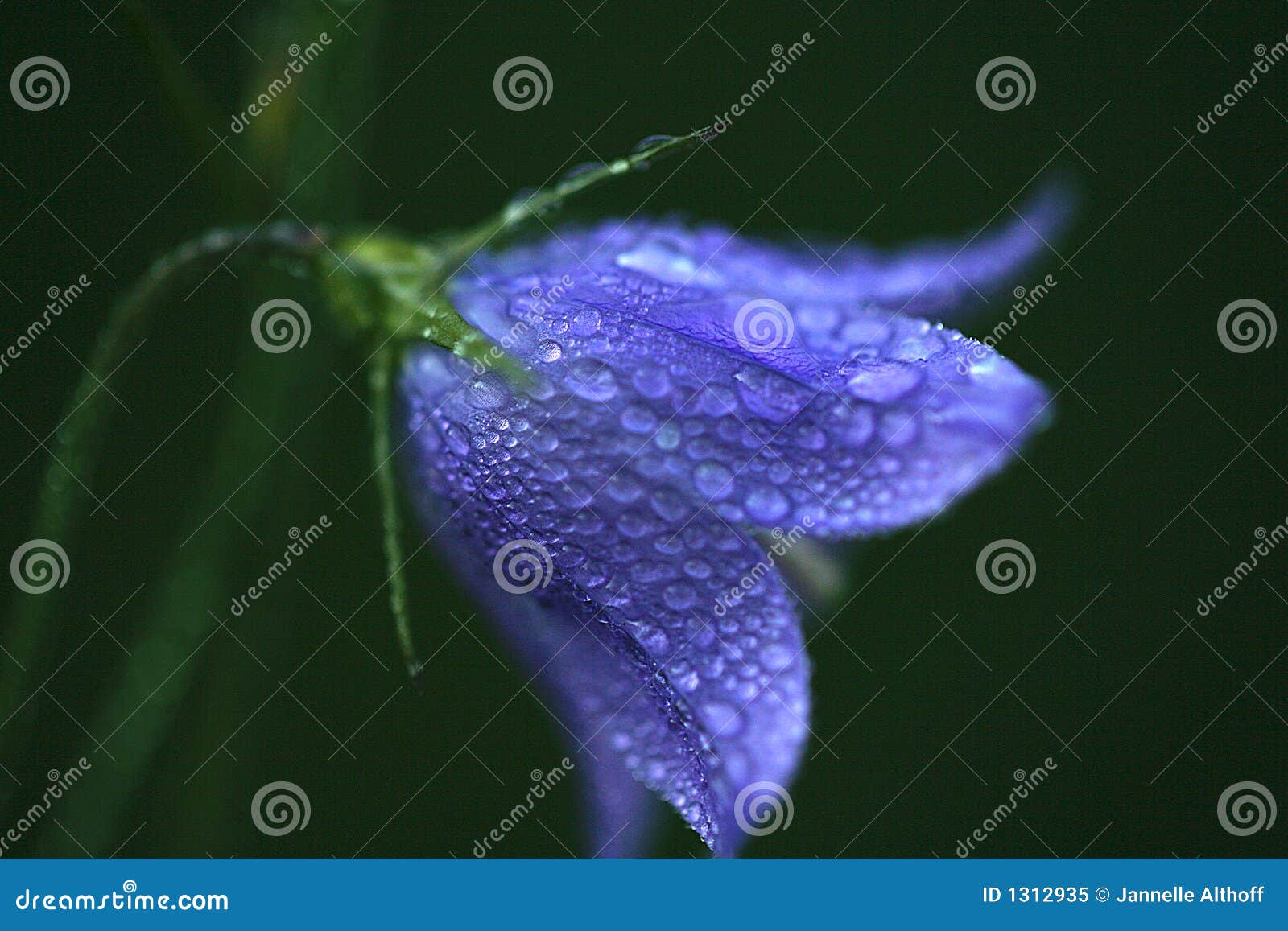 Rain Drops on Purple Flower Stock Image - Image of rain, purple: 1312935