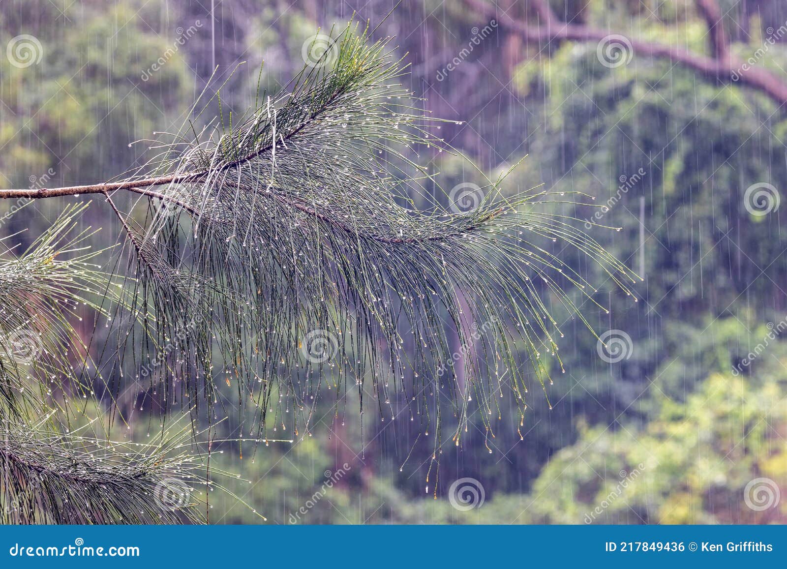 Rain drops stock photo. Image of raining, leaves, drops - 217849436
