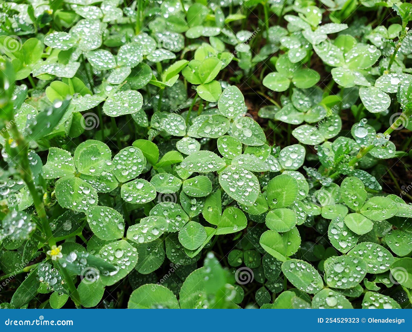 Rain Drops in Rainy Weather on Green Clover Leaves Stock Image - Image ...