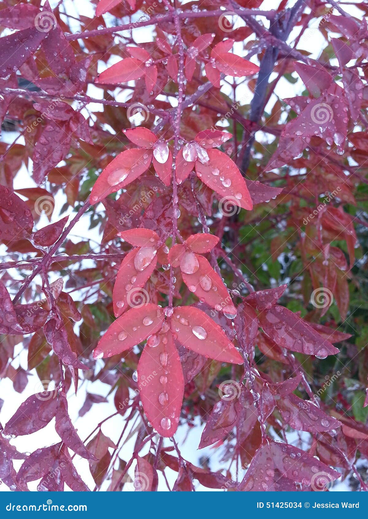 Rain drops on red bush stock photo. Image of rainfall - 51425034