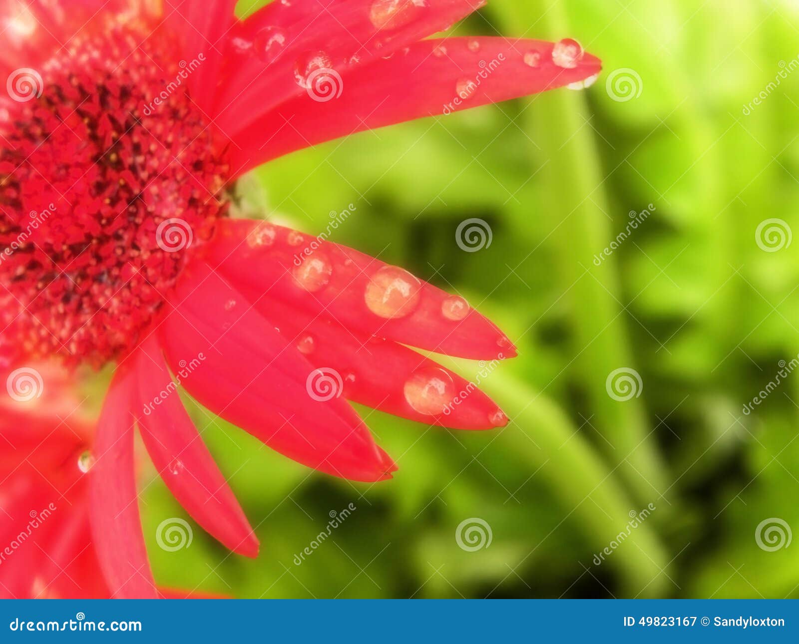 Rain Drops on Red Flower Petals Stock Image - Image of drops, rain ...