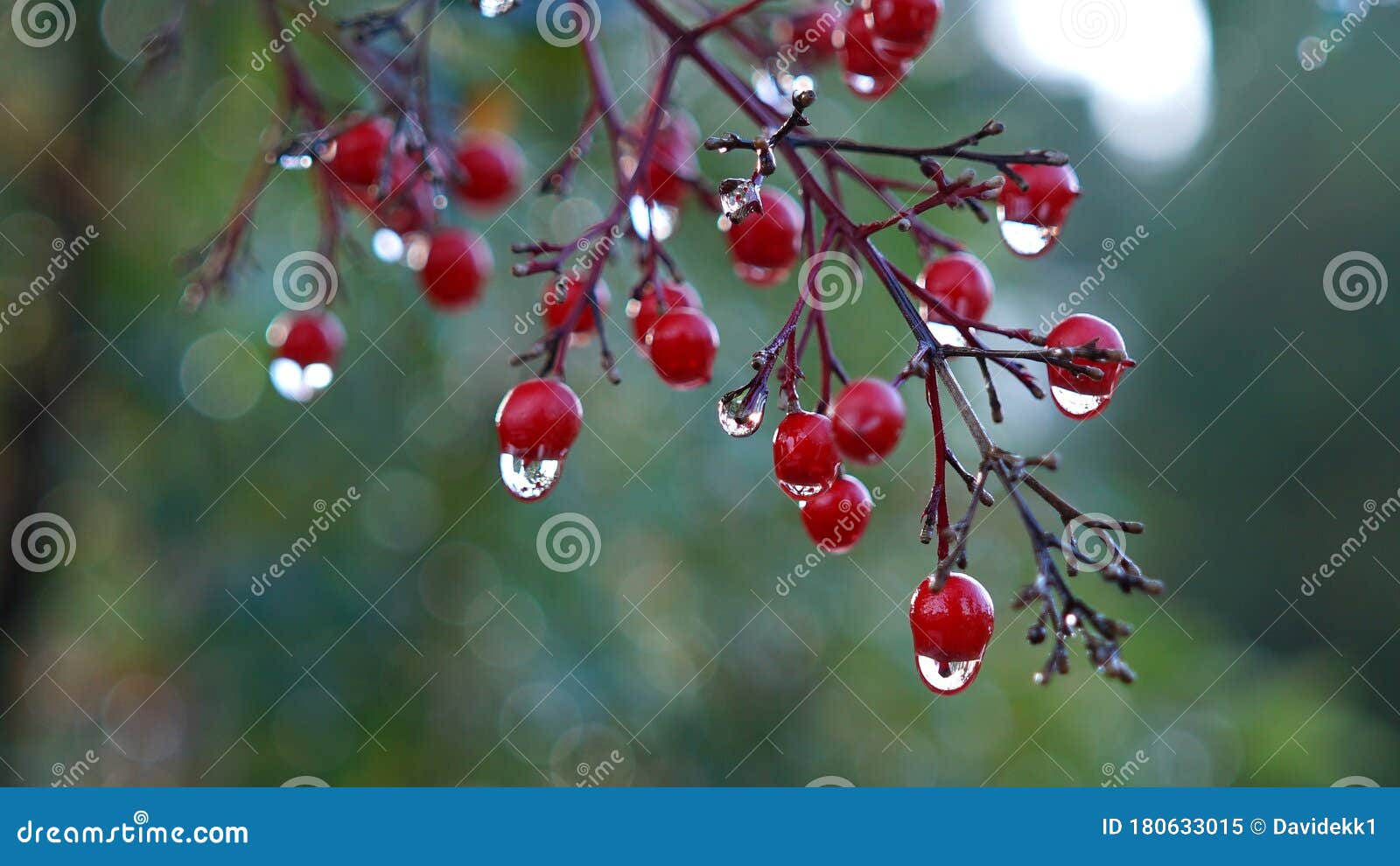 Rain drops on red seeds stock image. Image of garden - 180633015