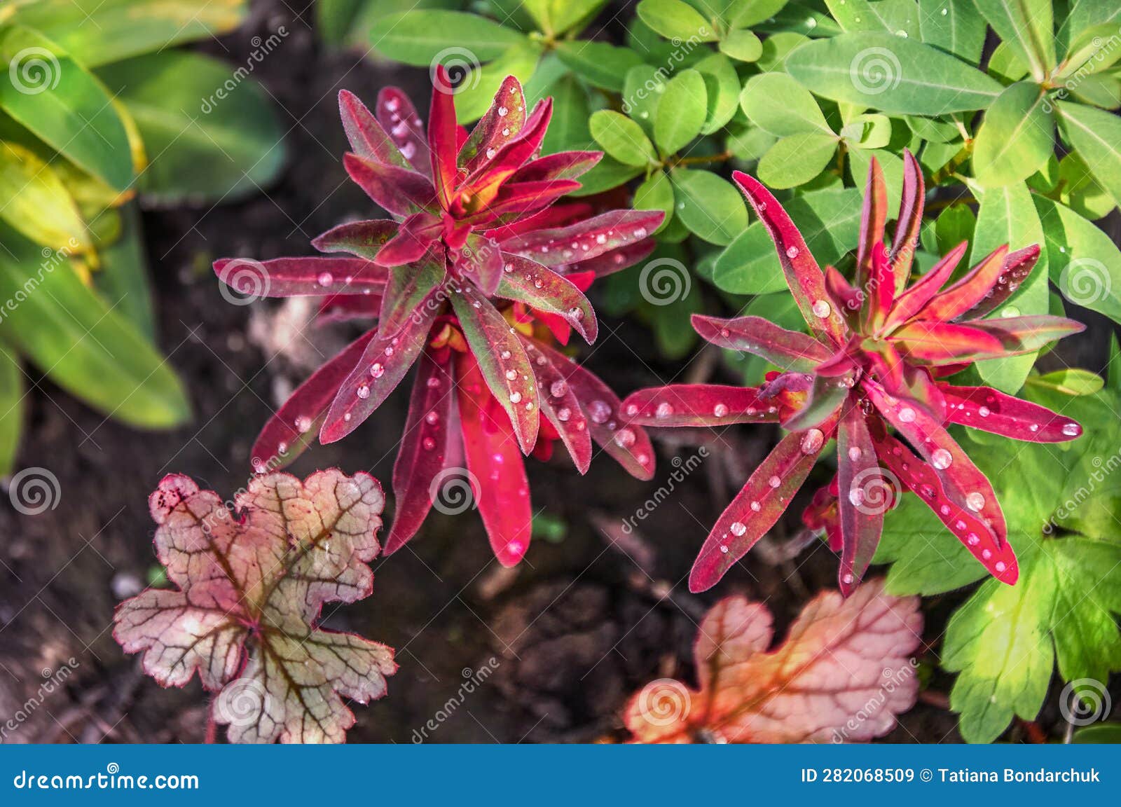 Rain Drops Red Tip Flowers . Wood Spurge in Nature Stock Image - Image ...