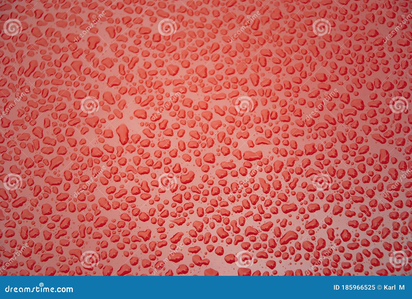 Rain Drops on Red stock image. Image of leaf, flowering - 185966525