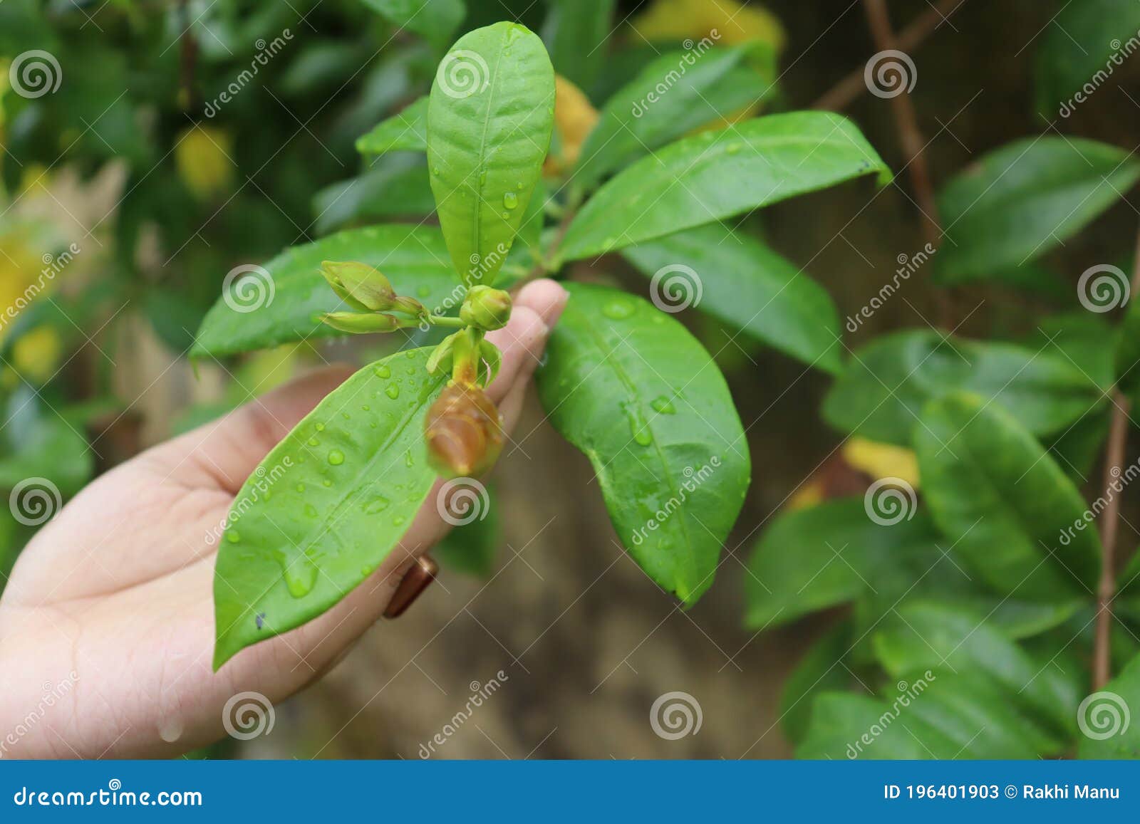 Rain Drops Refreshed the Nature Again Stock Image - Image of herb ...