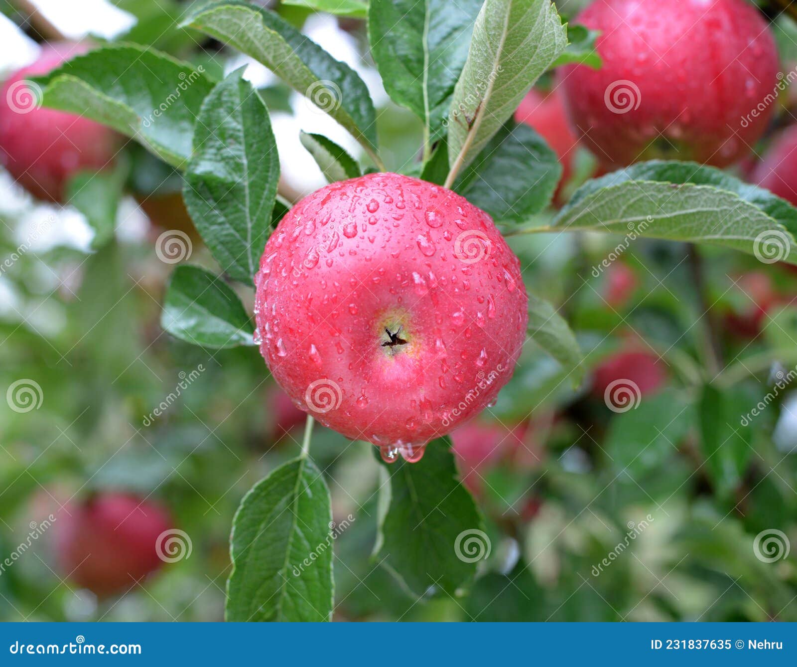 Rain Drops on Ripe Apples in an Orchard in Autumn Stock Image - Image ...