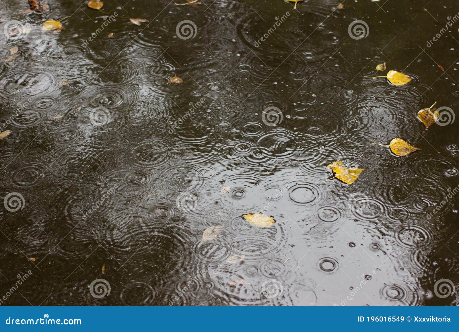 Rain Drops Rippling in a Puddle Stock Image - Image of circular ...
