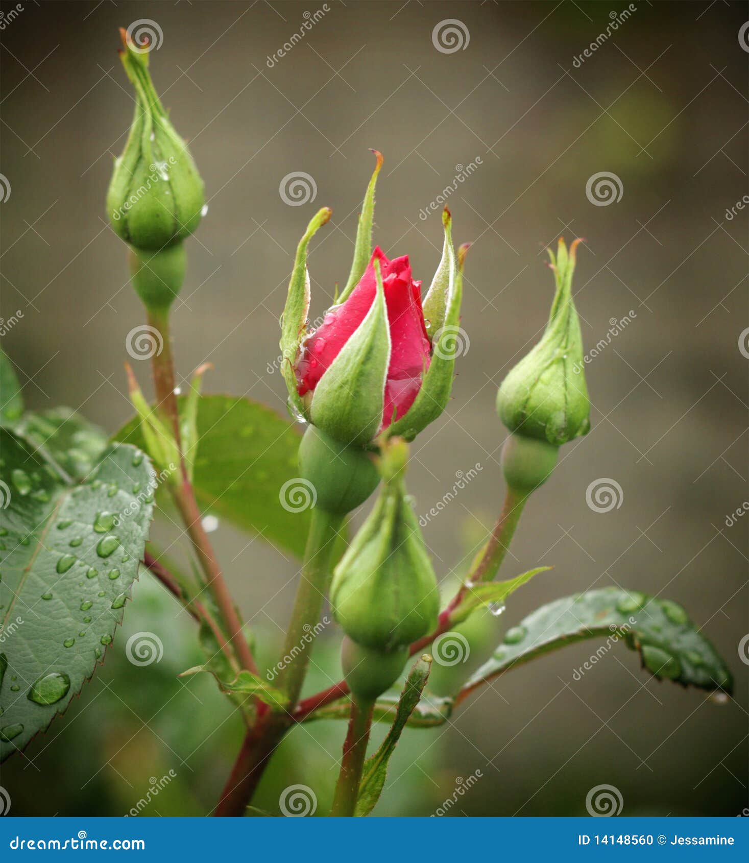 Rain drops on rose flower stock photo. Image of clear - 14148560