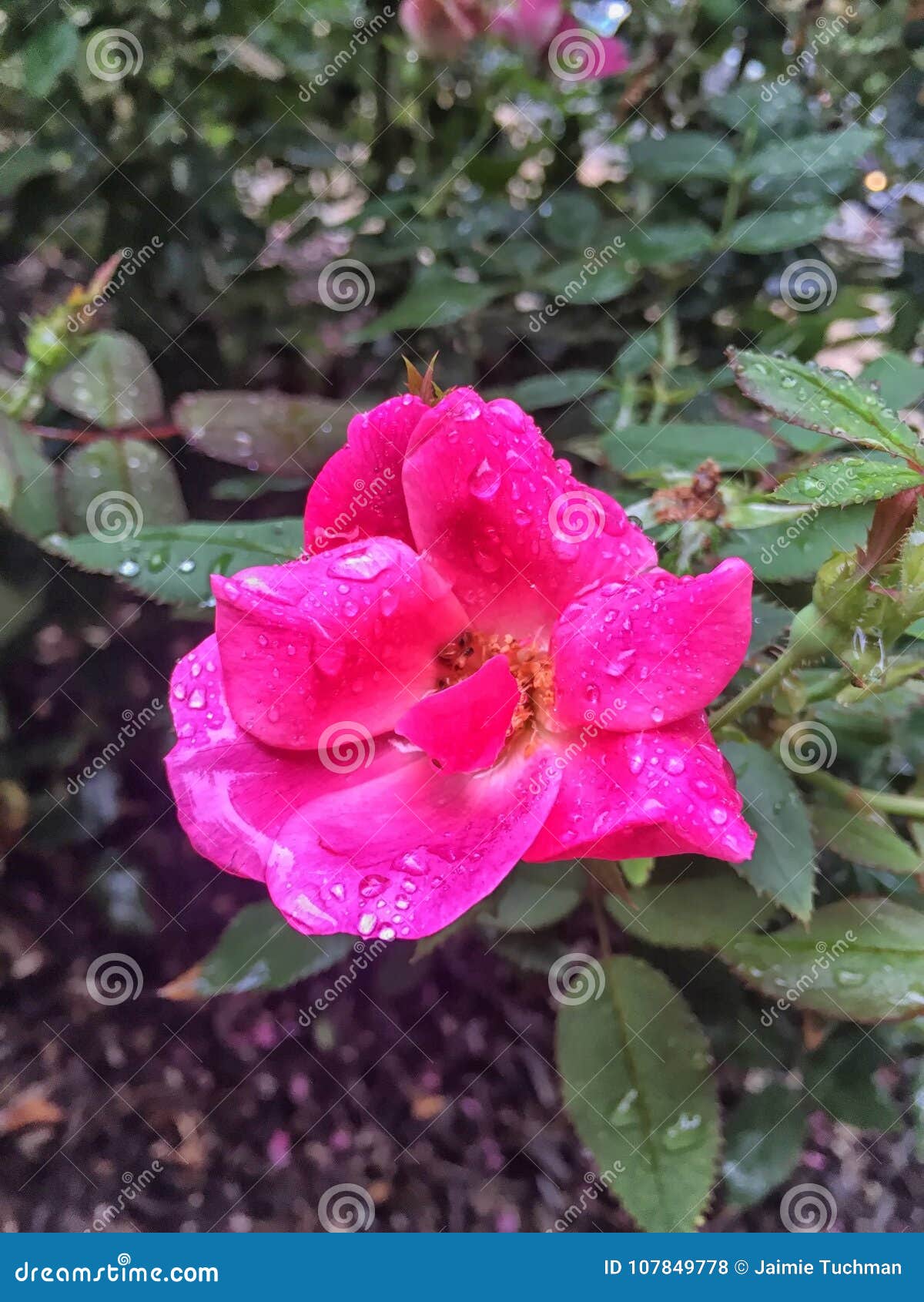 Rain drops on roses stock photo. Image of flower, beauty - 107849778