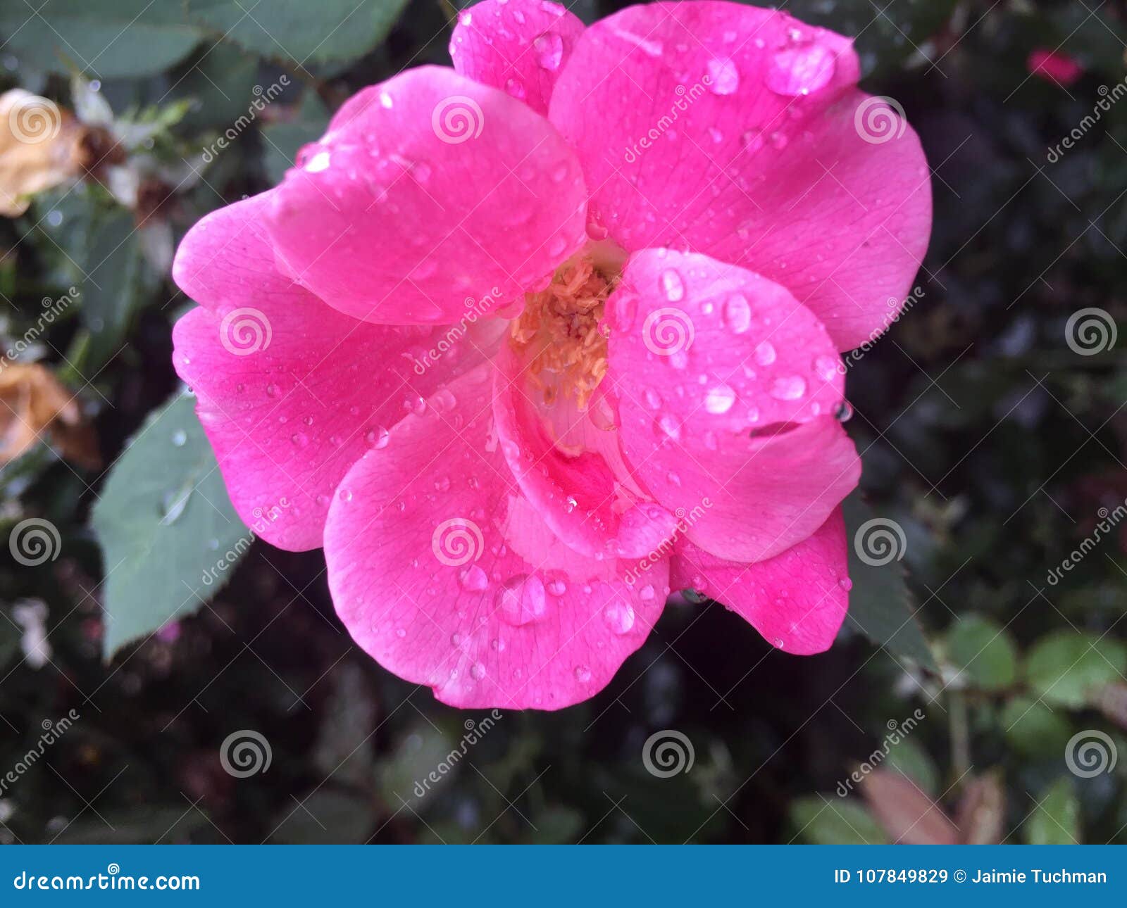 Rain drops on roses stock image. Image of pink, bush - 107849829