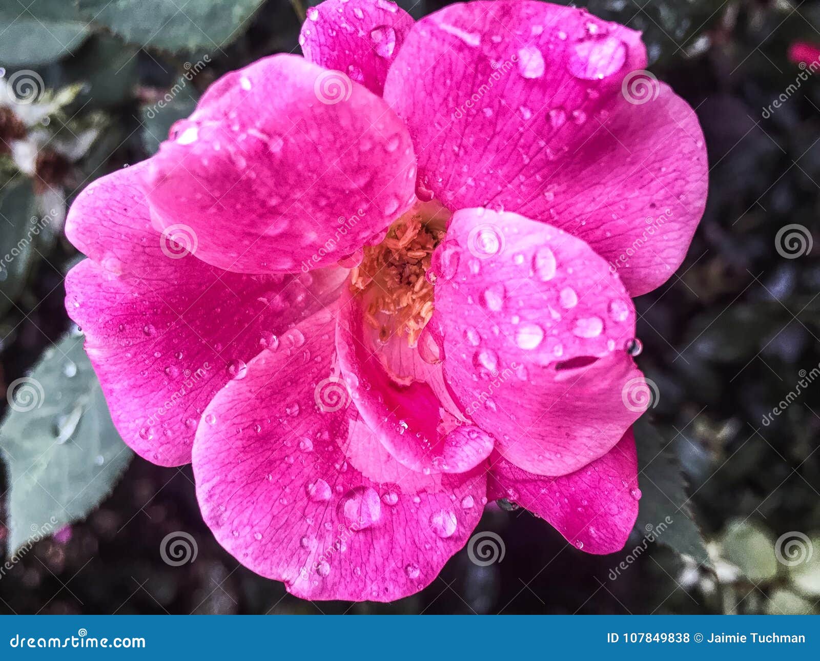 Rain drops on roses stock photo. Image of beauty, drops - 107849838