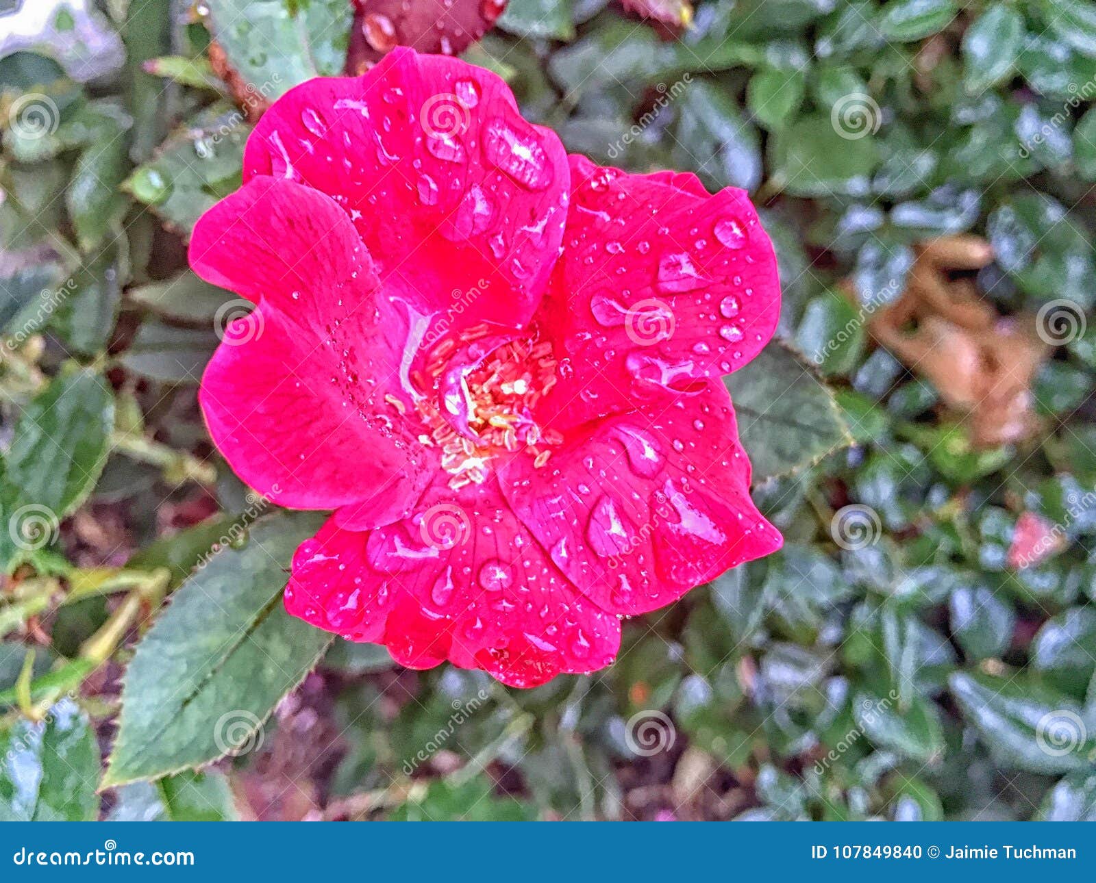 Rain drops on roses stock photo. Image of adjectives - 107849840