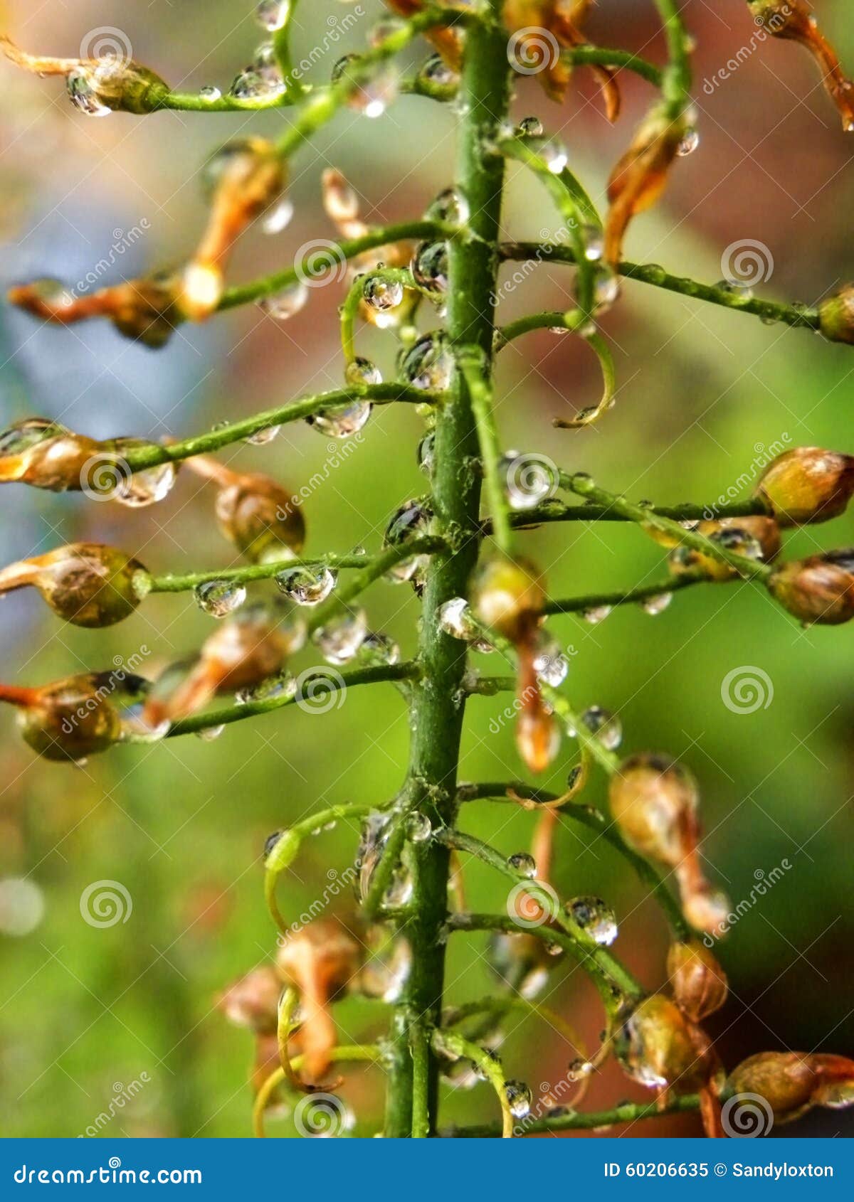 Rain drops on seed pods stock image. Image of plants - 60206635
