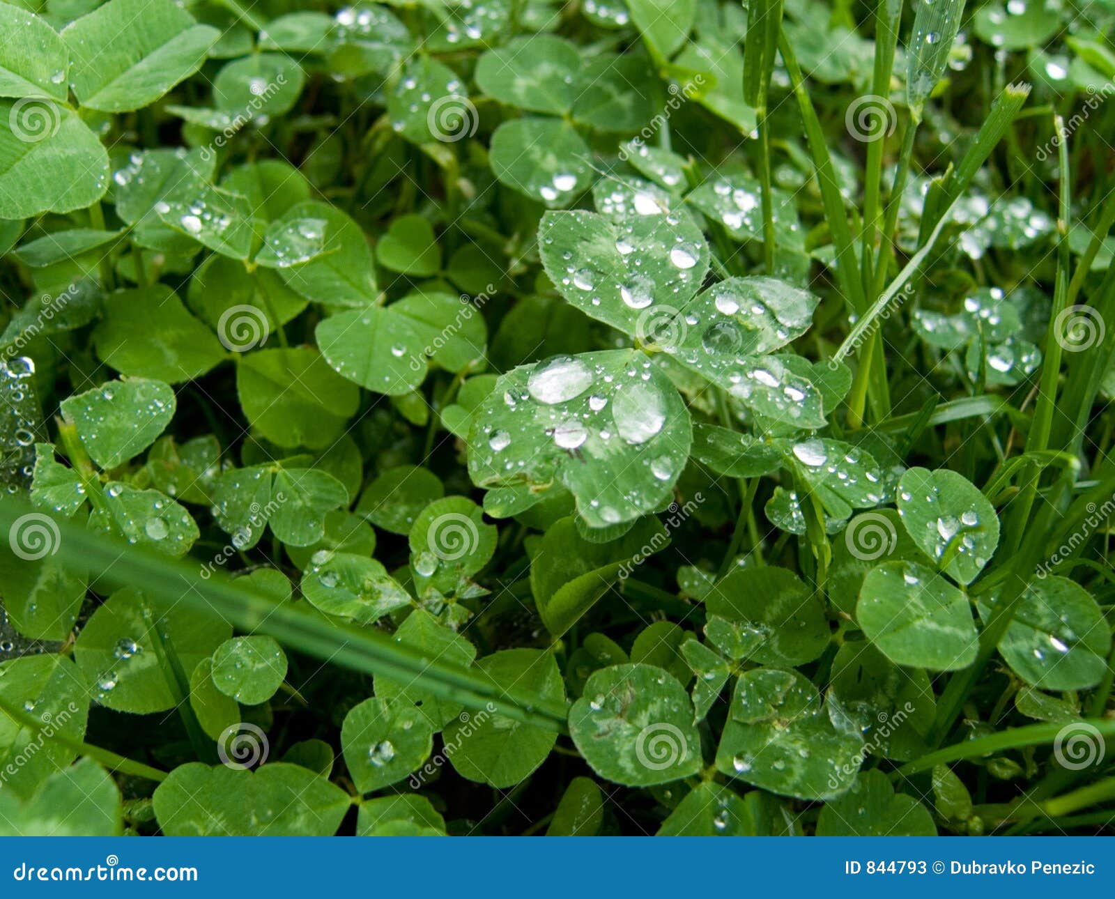 Rain Drops on Shamrock Leaves Stock Image - Image of light, fields: 844793