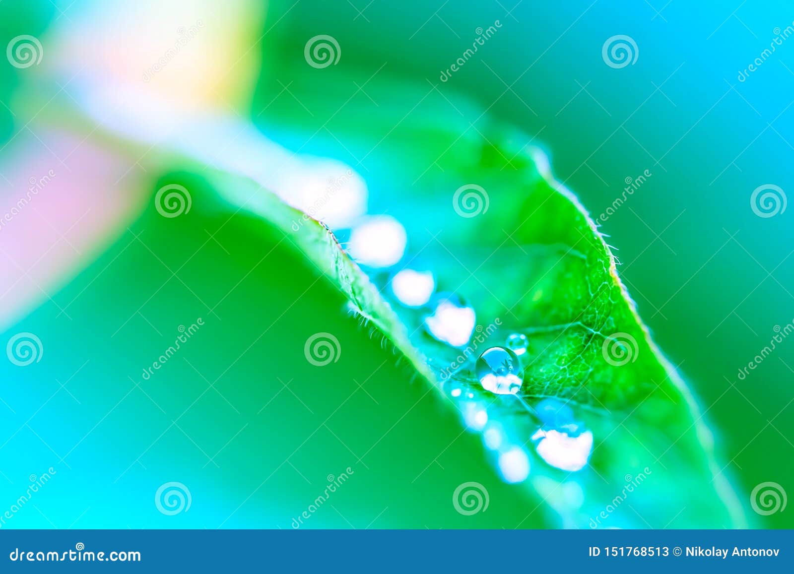 Rain Drops on Small Leaf in a Tropical Forest Jungle. Macro Close Up ...