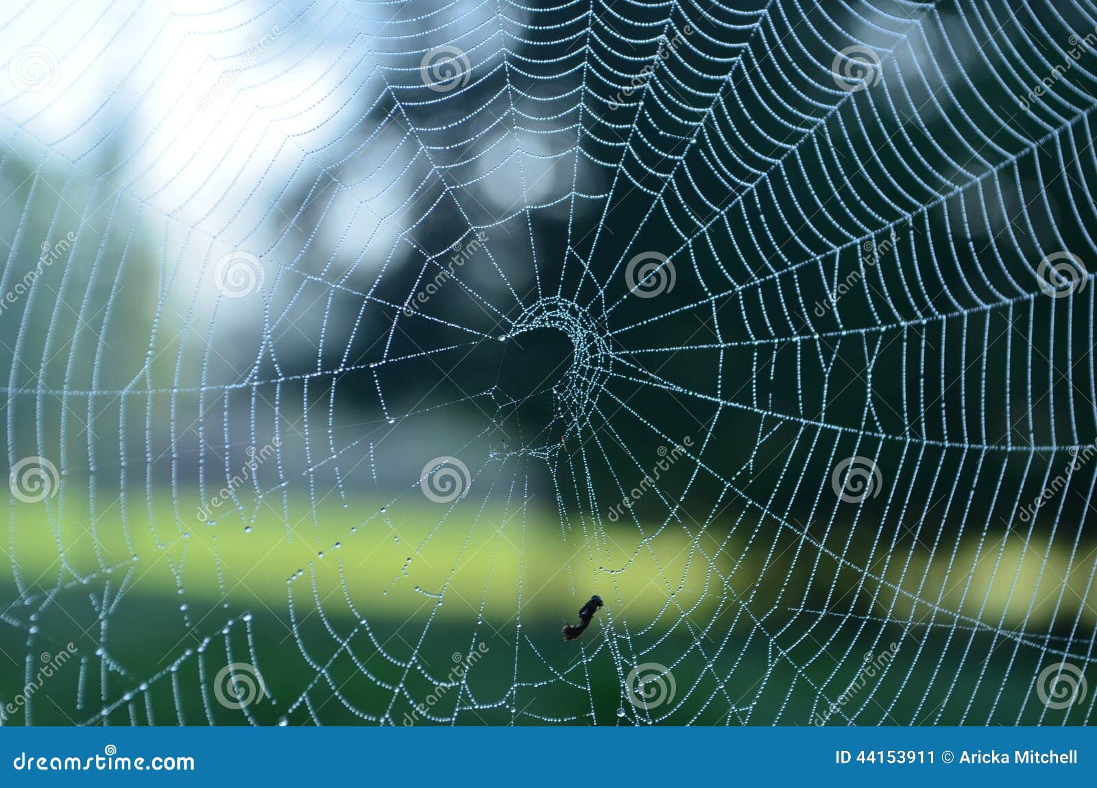 Rain drops on a spider web stock image. Image of white - 44153911