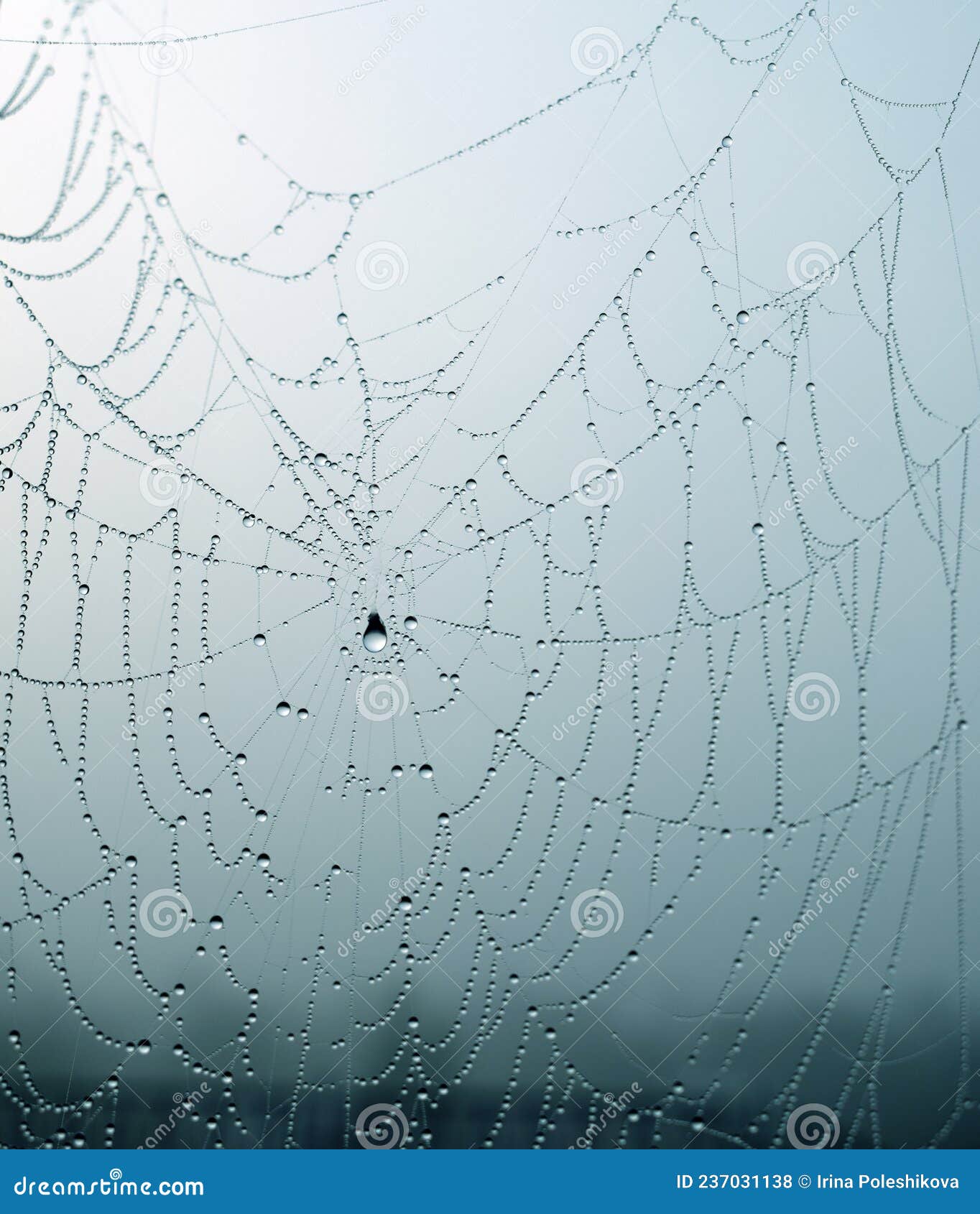 Rain Drops on Spiderweb on Gray Sky Background Stock Photo - Image of ...