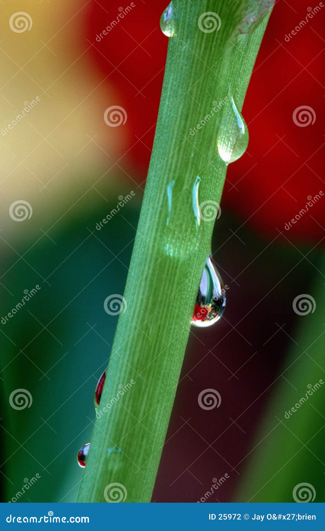 Rain drops on stem stock photo. Image of reflections, drops - 25972
